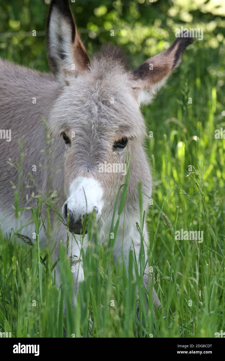 Donkey foal hi-res stock photography and images - Alamy