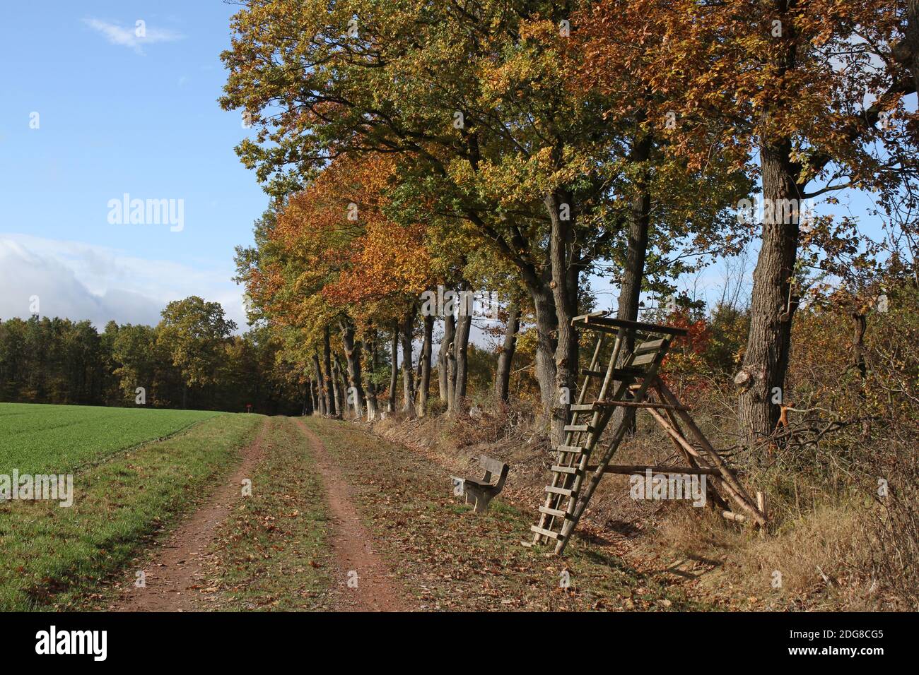 Tree stand hi-res stock photography and images - Alamy