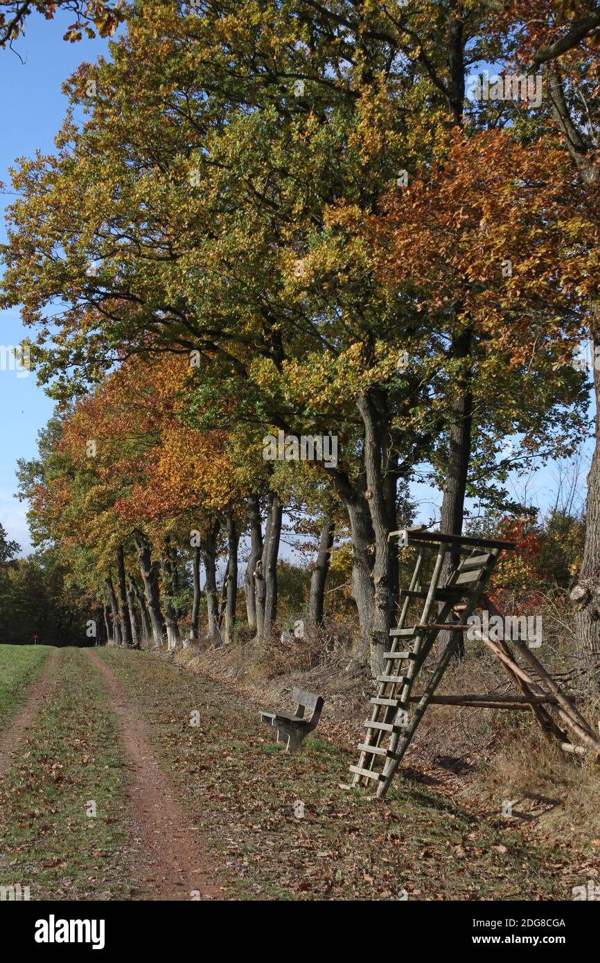 Tree stand hi-res stock photography and images - Alamy