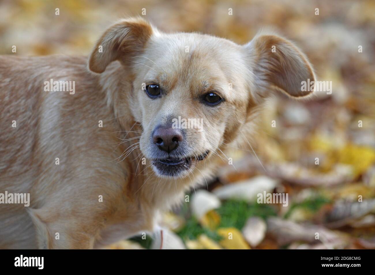 Eating dog hi-res stock photography and images - Alamy