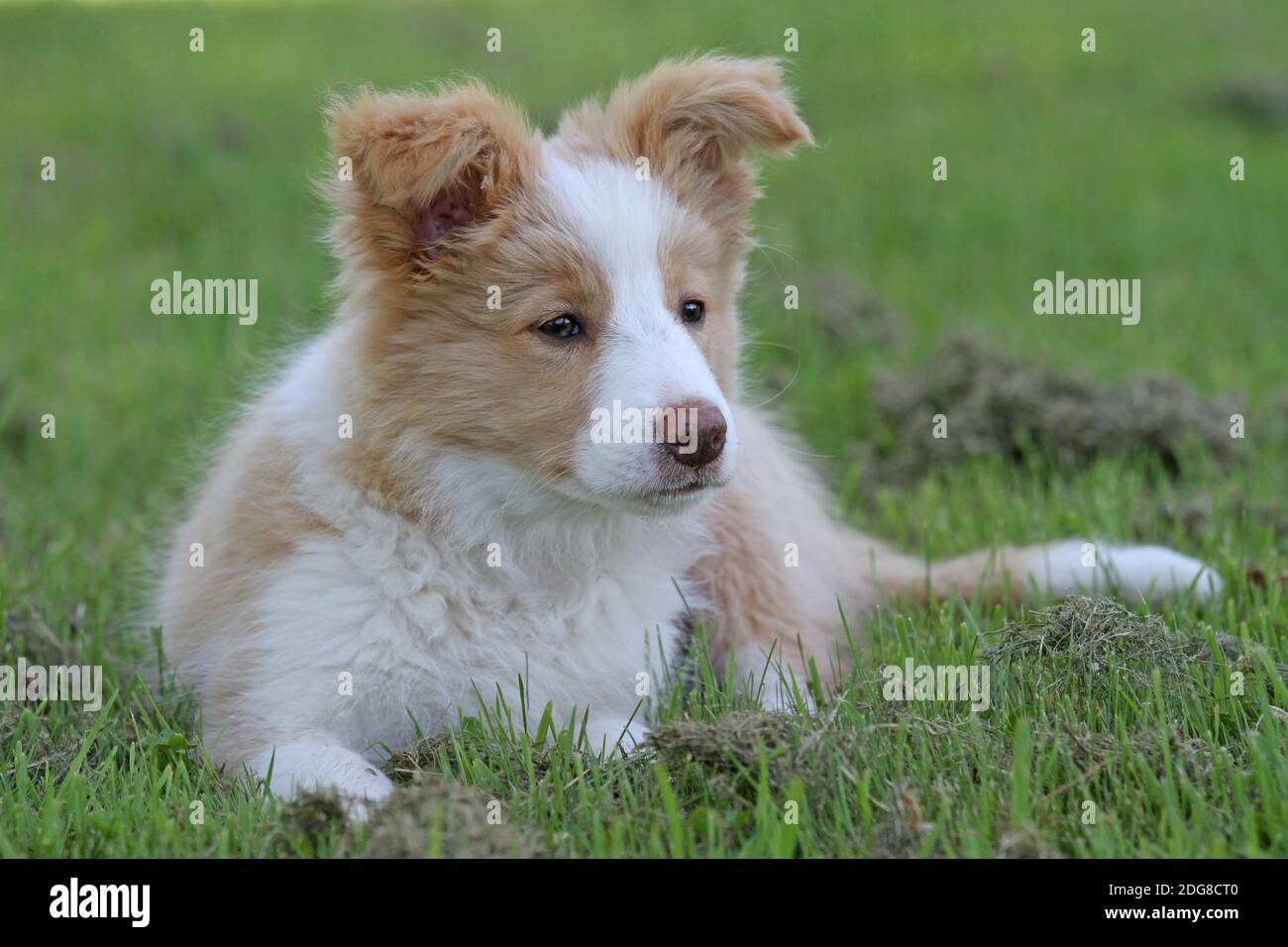 Border Collie, Puppy Stock Photo - Alamy
