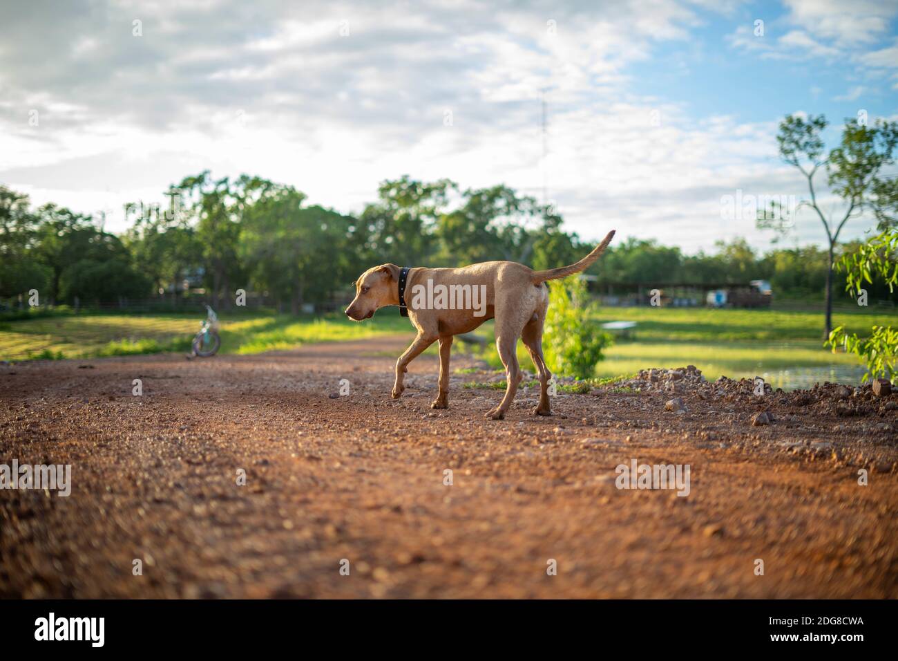 A view of Rhodesian ridgeback with collar walking on the road Stock ...