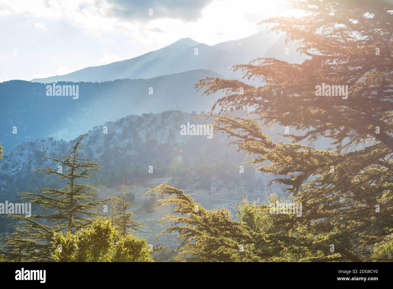 Cedar trees in mountains, Turkey Stock Photo - Alamy