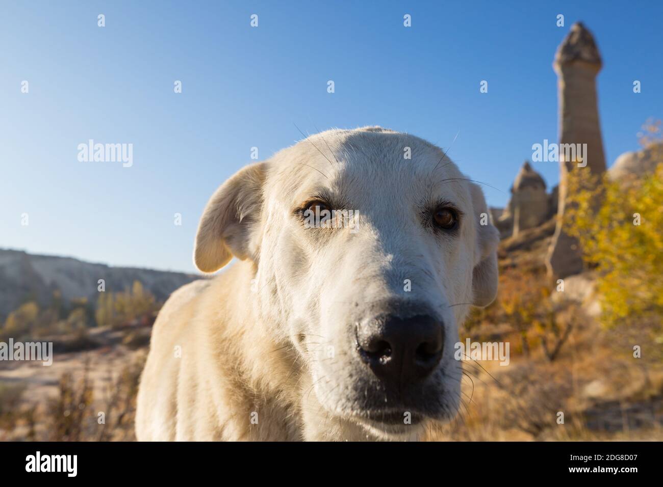Dog among famous Cappadocia sandstone formations, Turkey Stock Photo ...