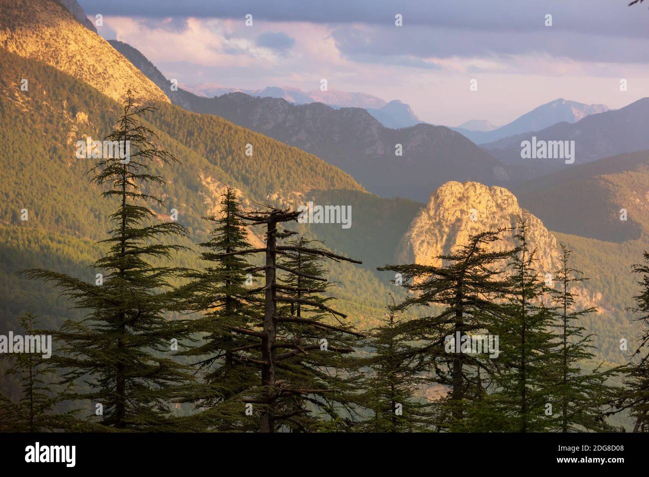 Cedar trees in mountains, Turkey Stock Photo - Alamy