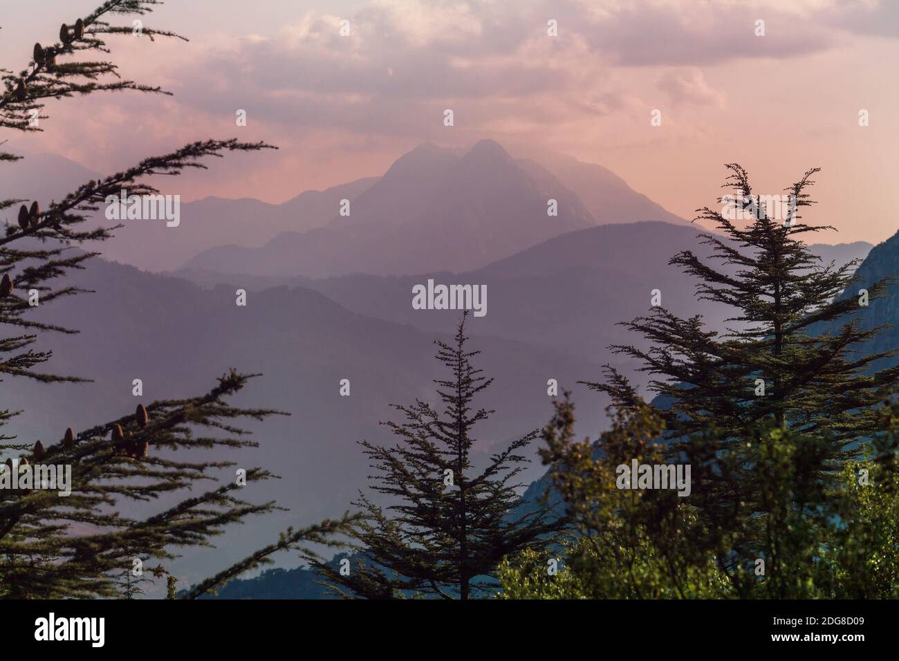 Cedar trees in mountains, Turkey Stock Photo - Alamy