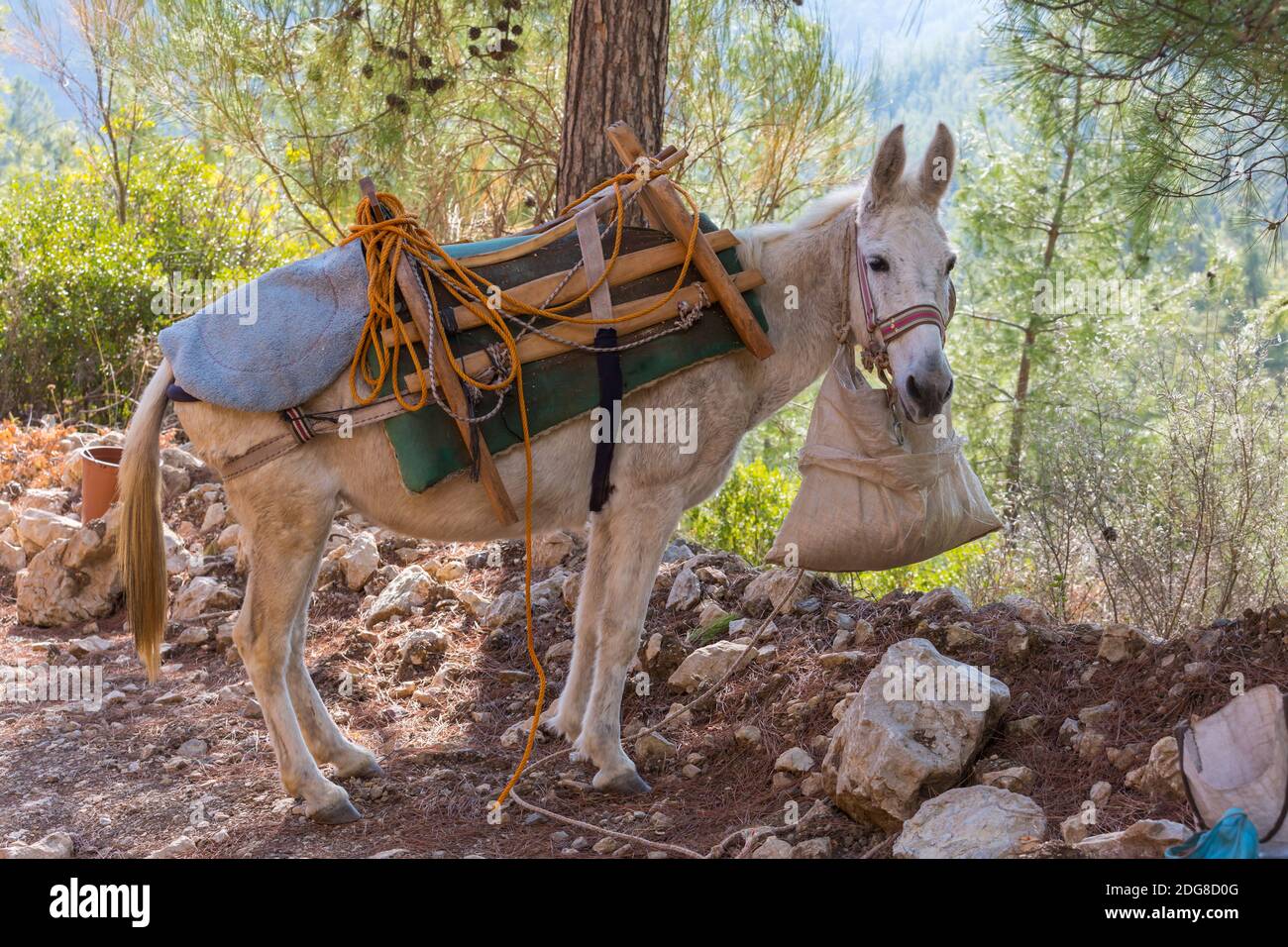 donkey caravan in Fann mountain, Tajikistan Stock Photo - Alamy
