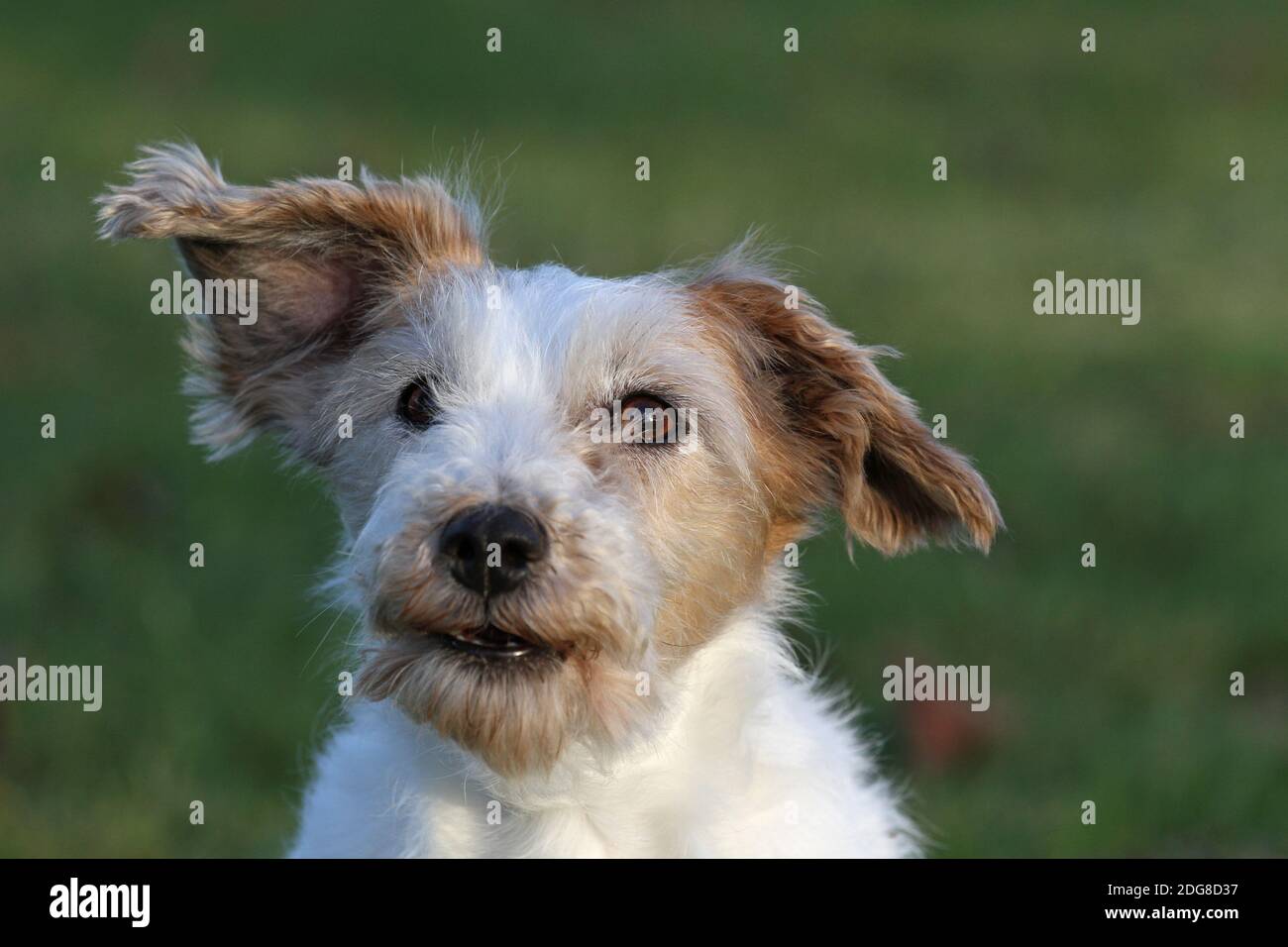 Jack Russell Terrier, wire-haired Stock Photo - Alamy