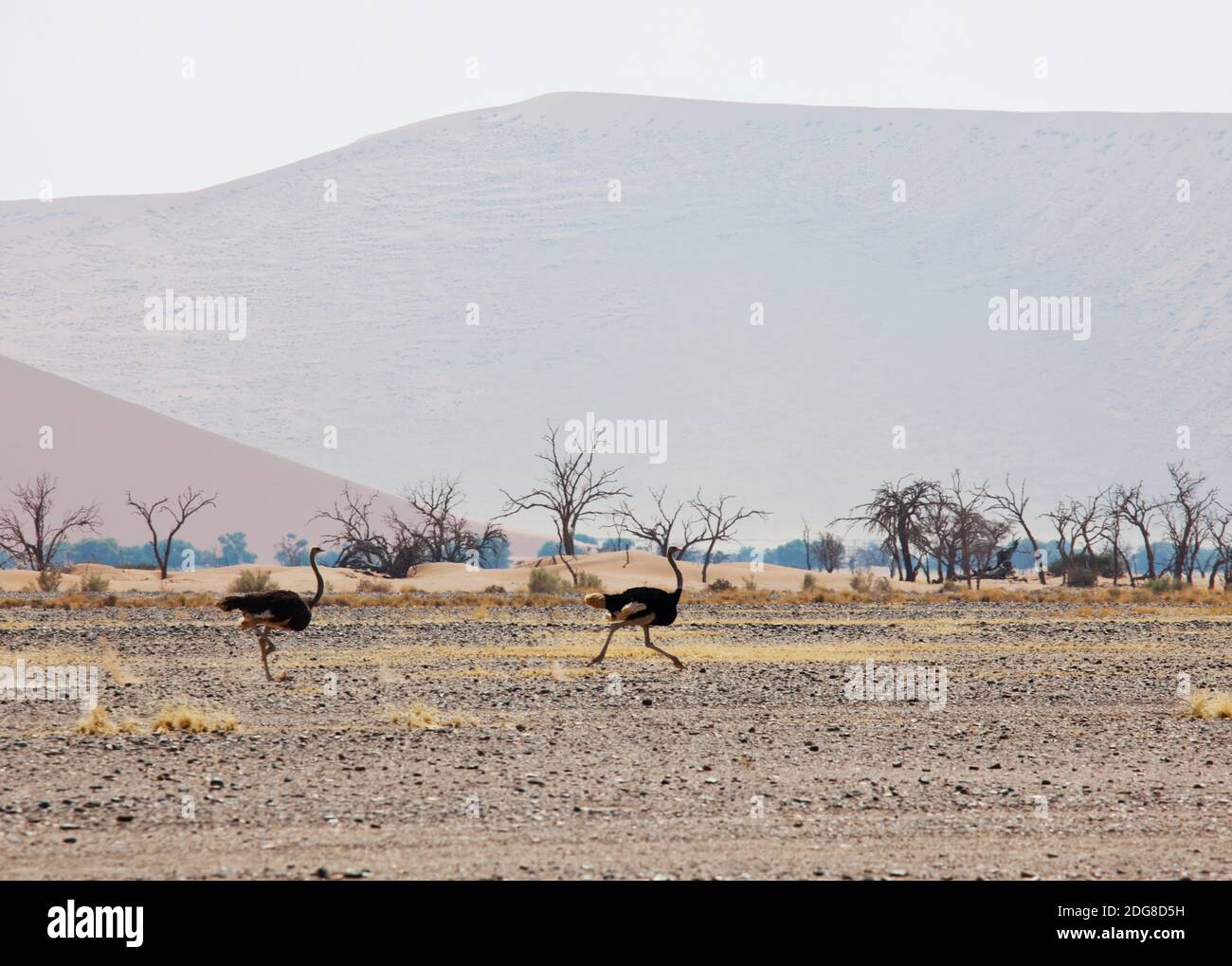 Ostriches Running Speed