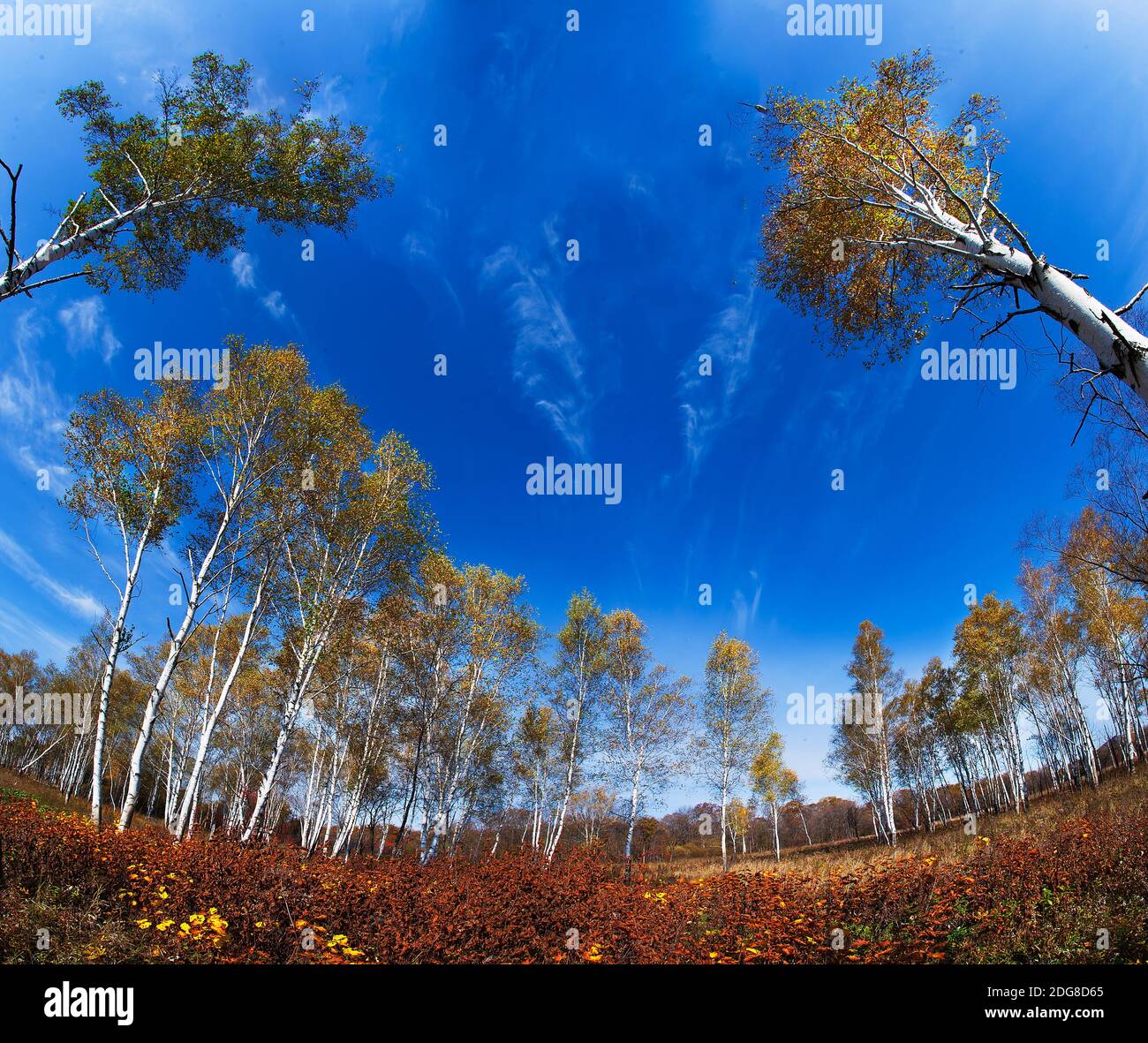 Heilongjiang province birches scenery of small xing anling Stock Photo ...