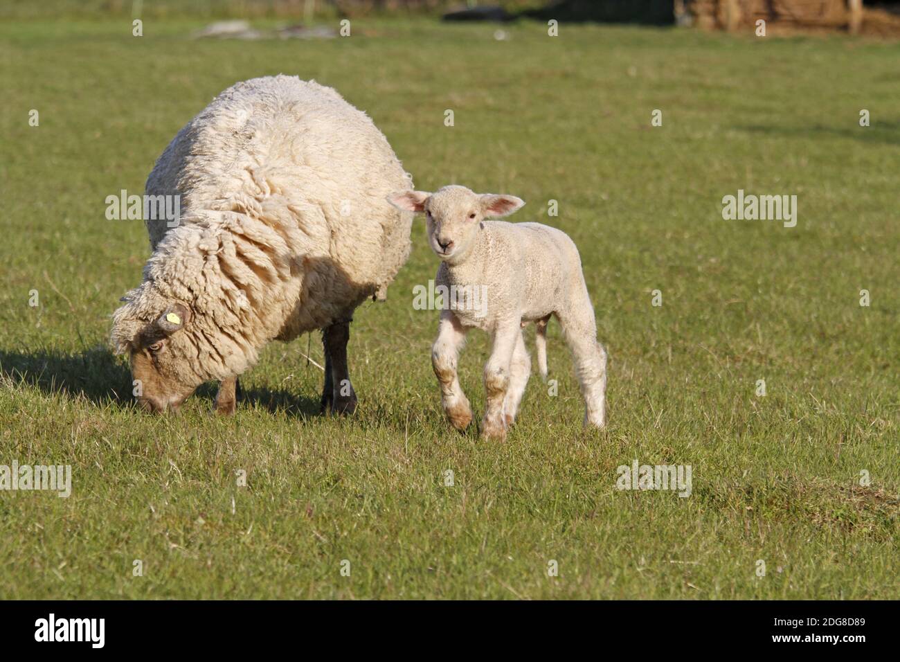 Lamb with mother Stock Photo - Alamy