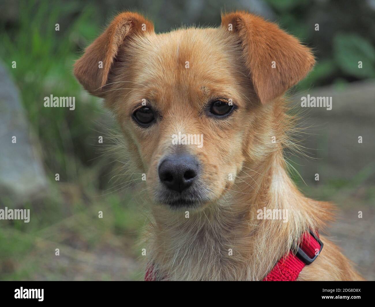 Podenco maneto hi-res stock photography and images - Alamy