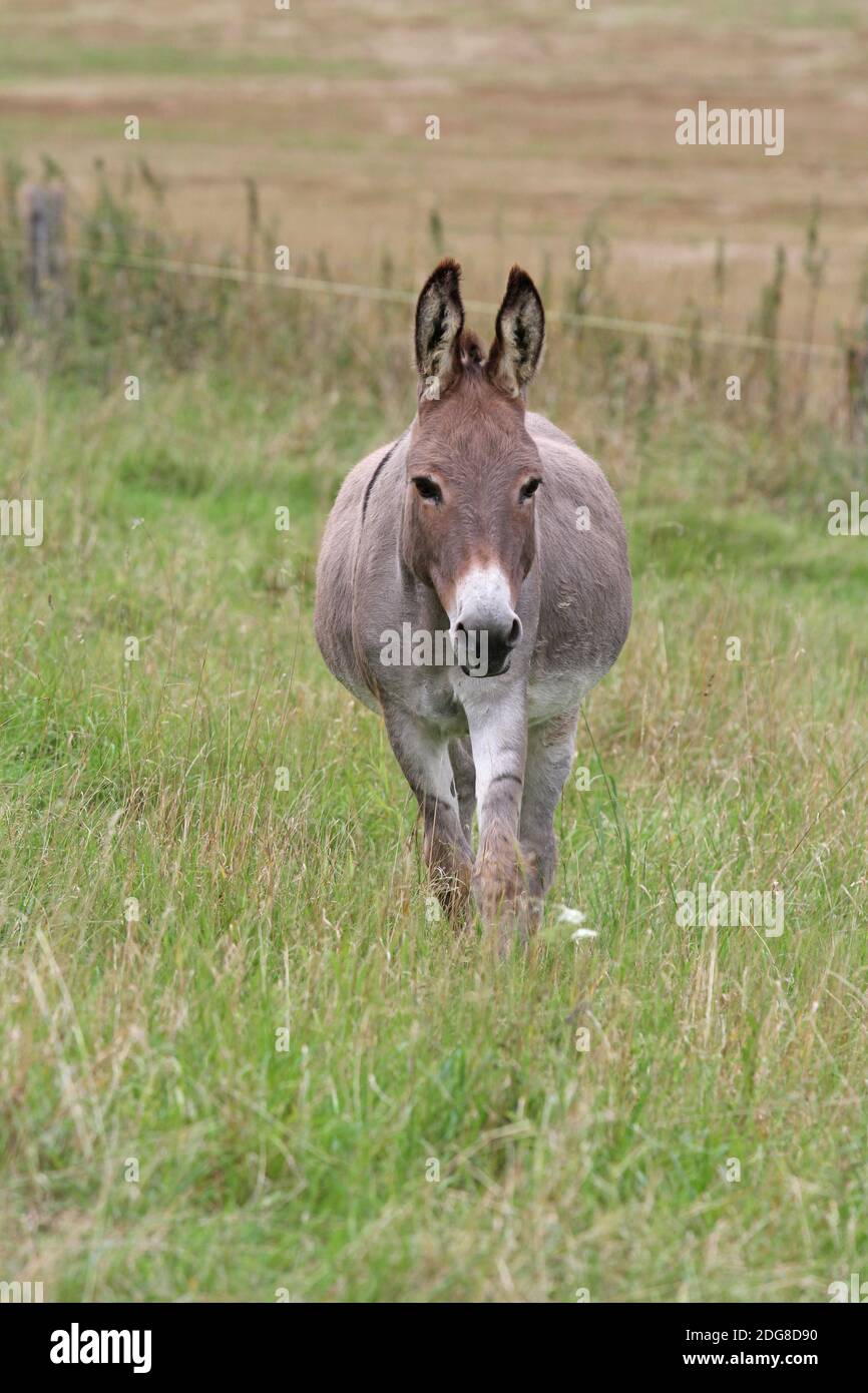 Donkey farm hi-res stock photography and images - Alamy