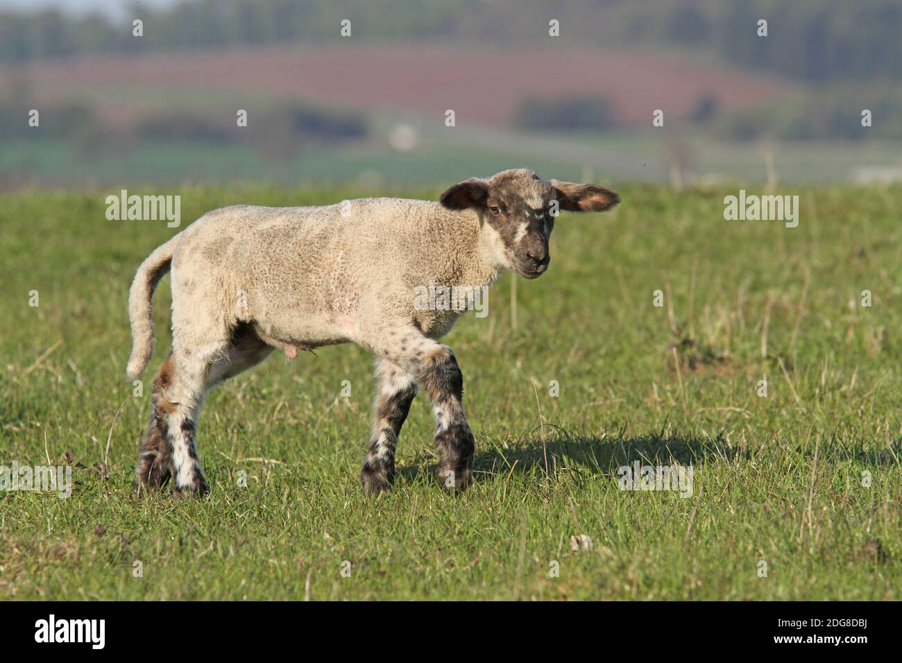 Lamb farm hi-res stock photography and images - Alamy