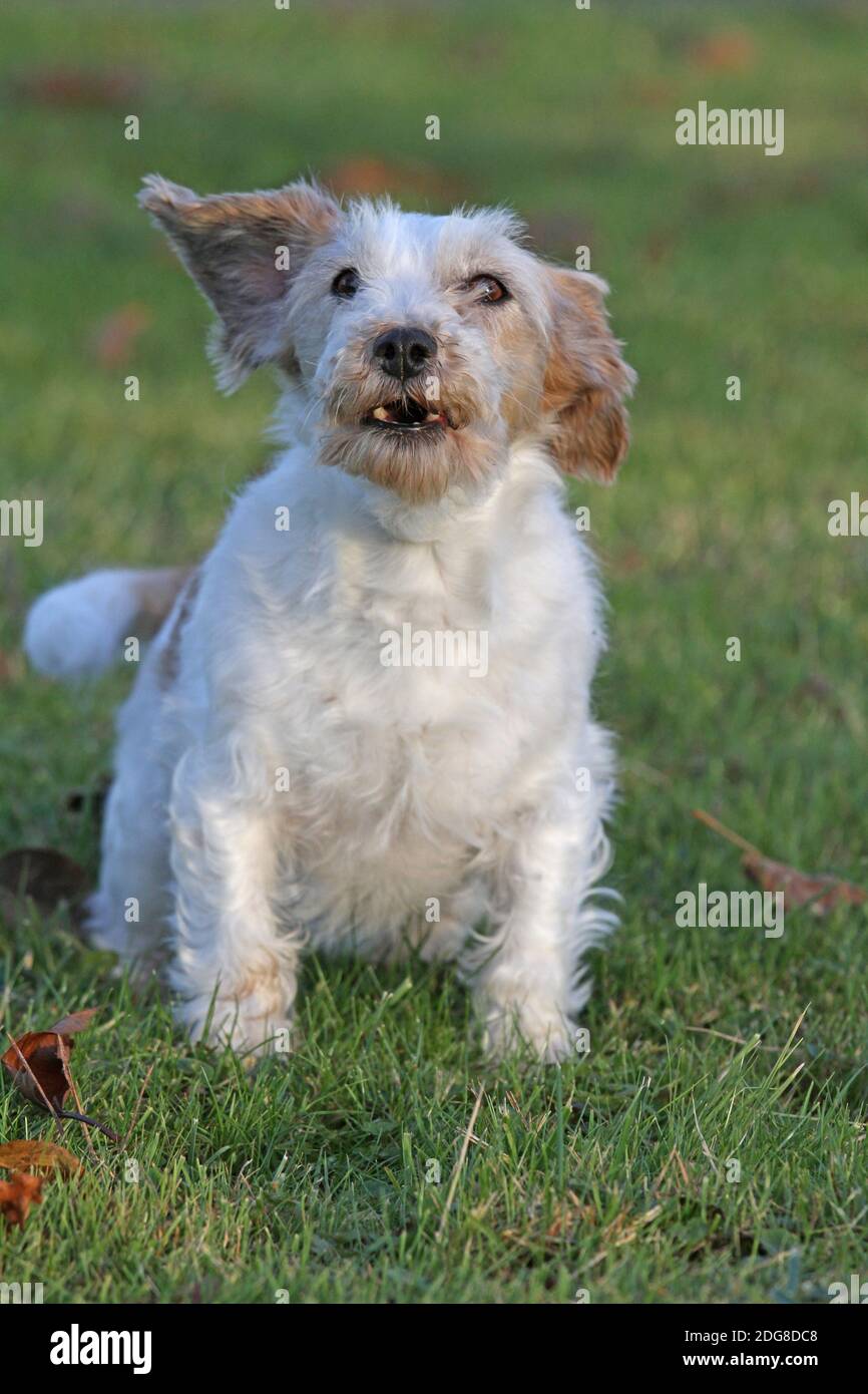 Jack Russell Terrier, wire-haired Stock Photo - Alamy