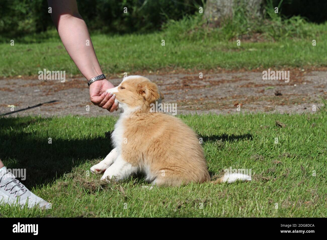 Red border collie hi-res stock photography and images - Alamy