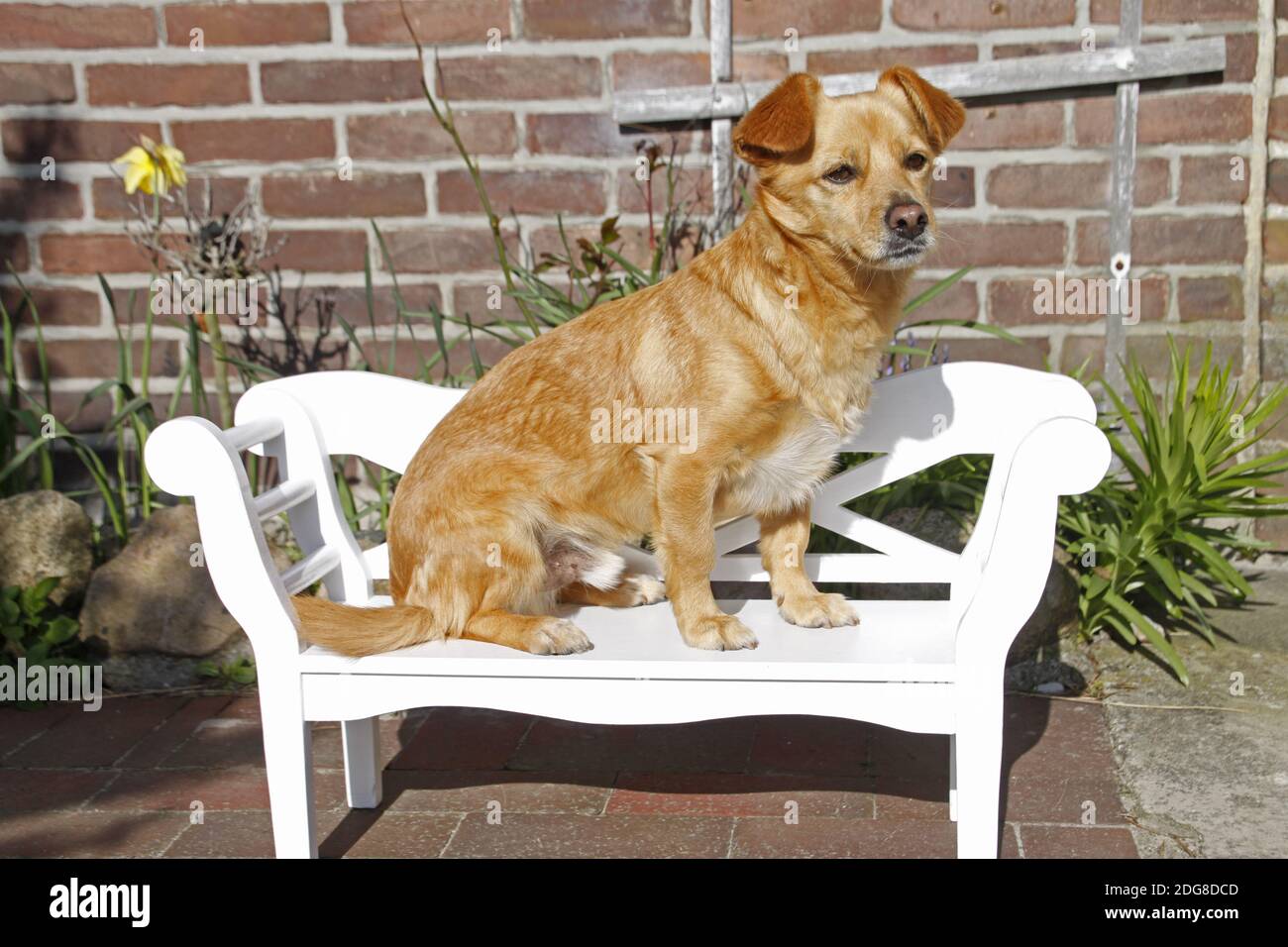 Podenco maneto hi-res stock photography and images - Alamy