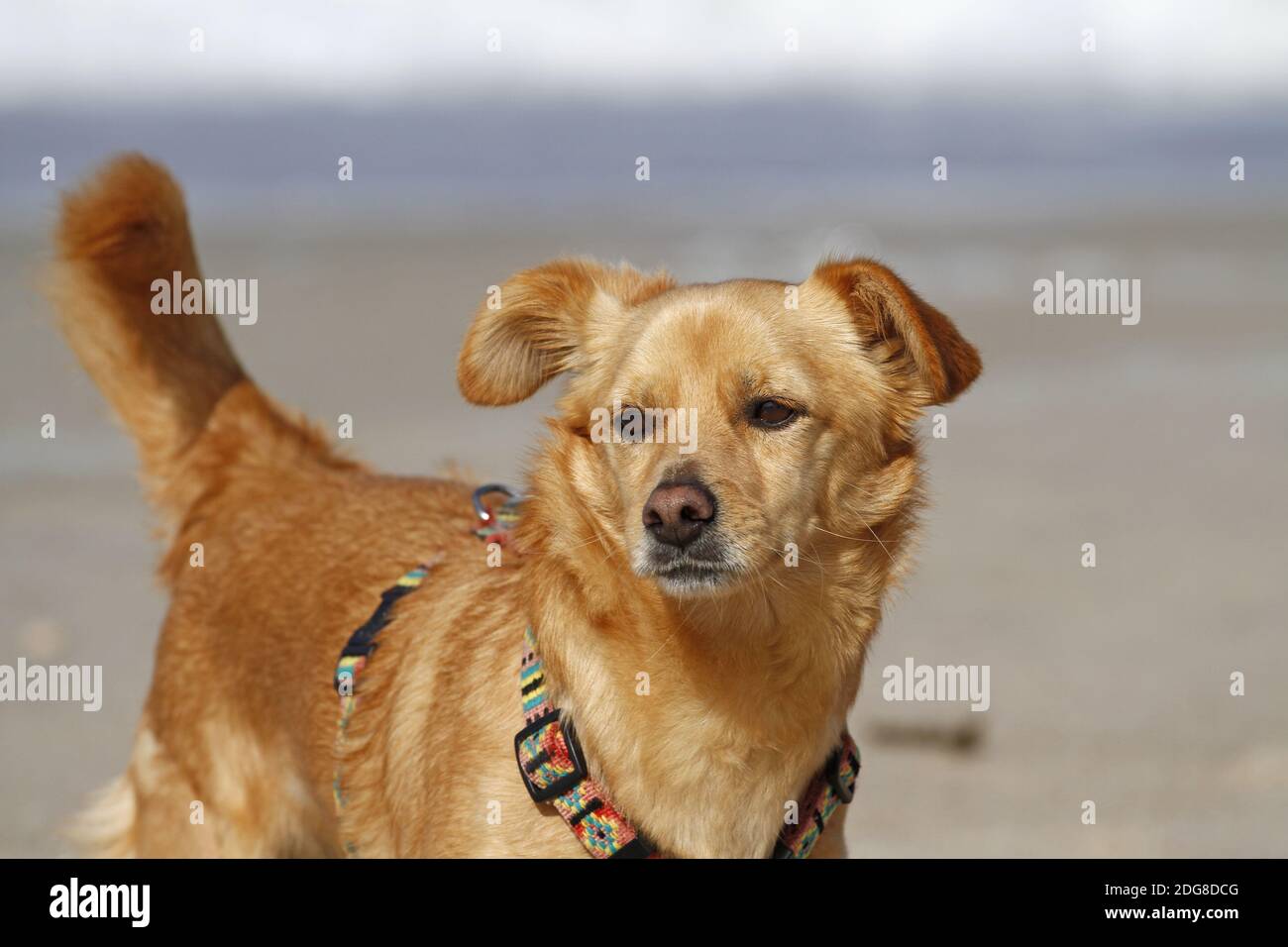 Podenco maneto hi-res stock photography and images - Alamy