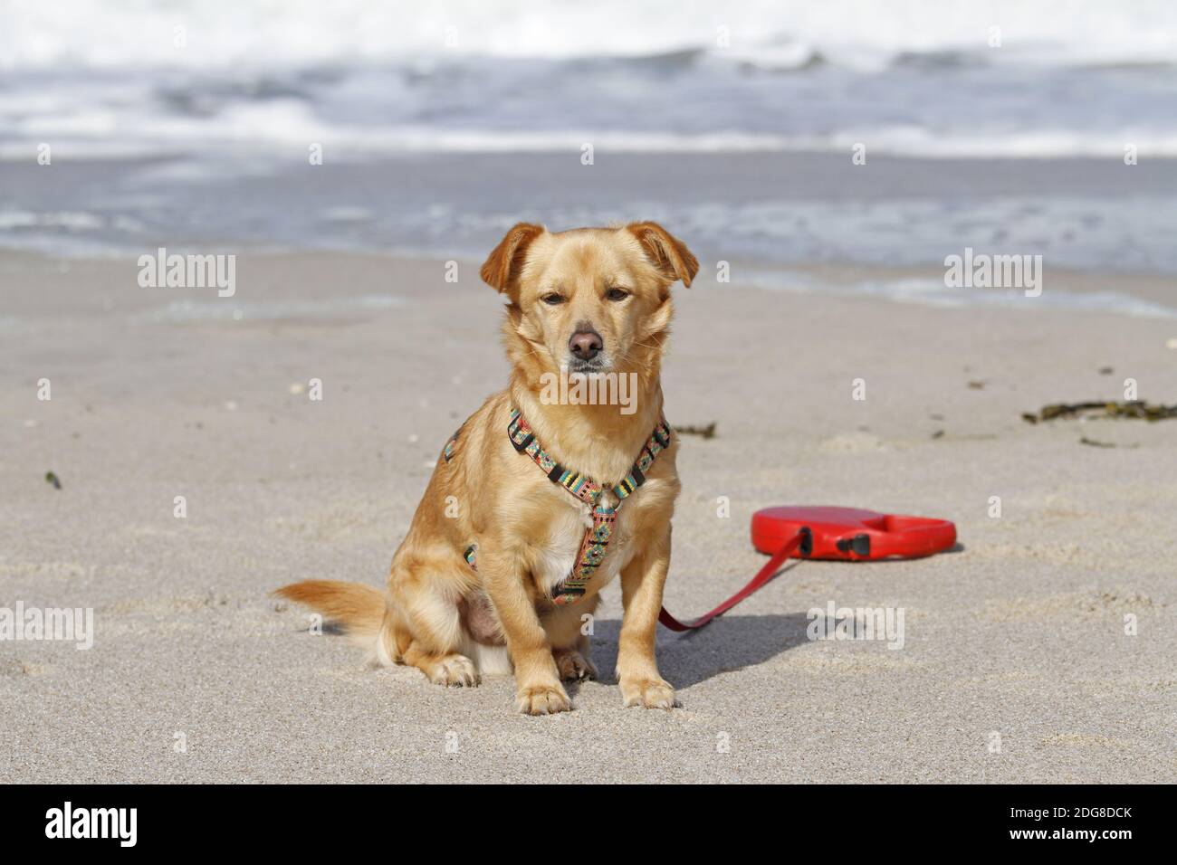 Maneto-Mix on the beach Stock Photo - Alamy