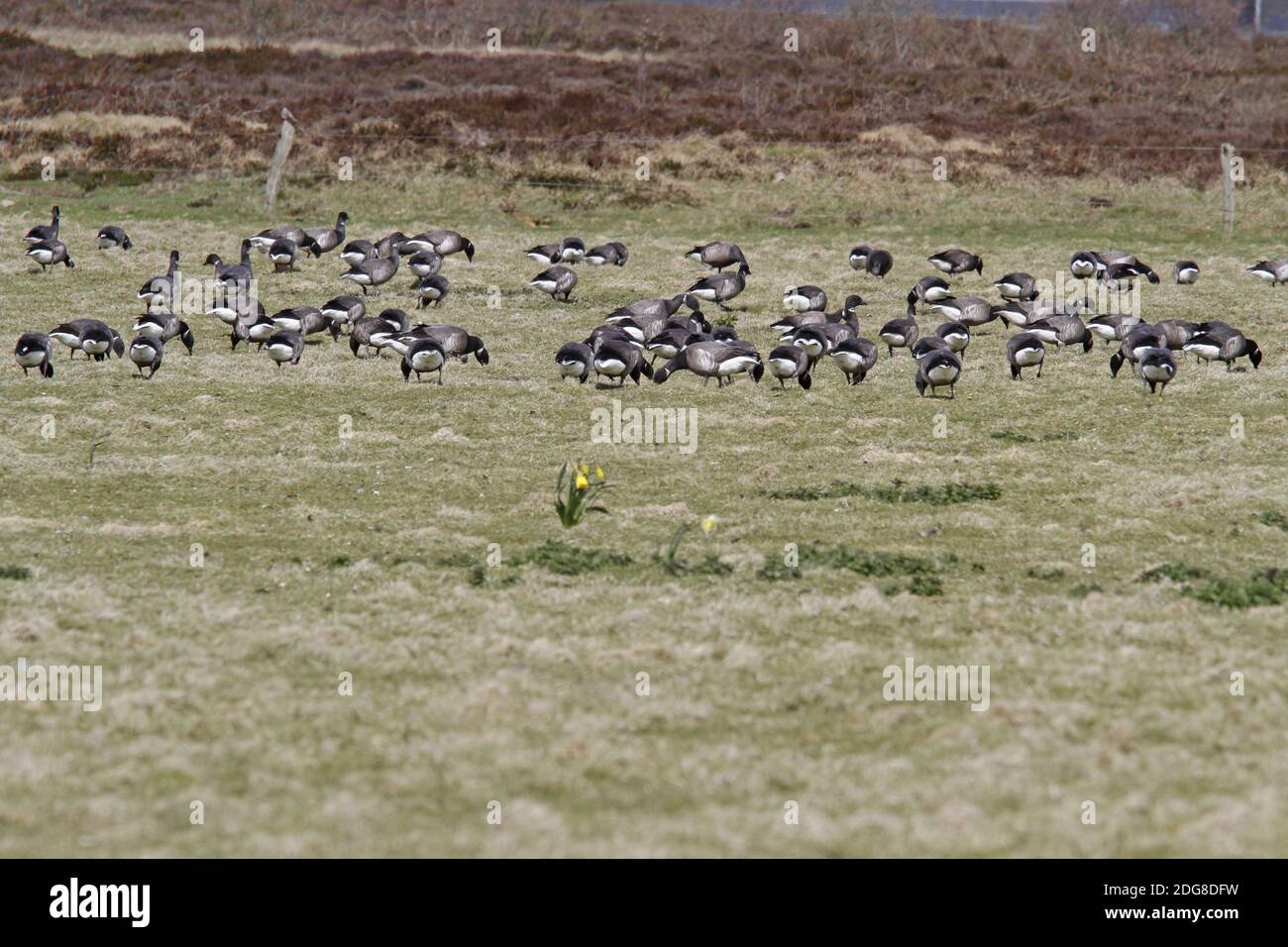 Barnacles hi-res stock photography and images - Alamy
