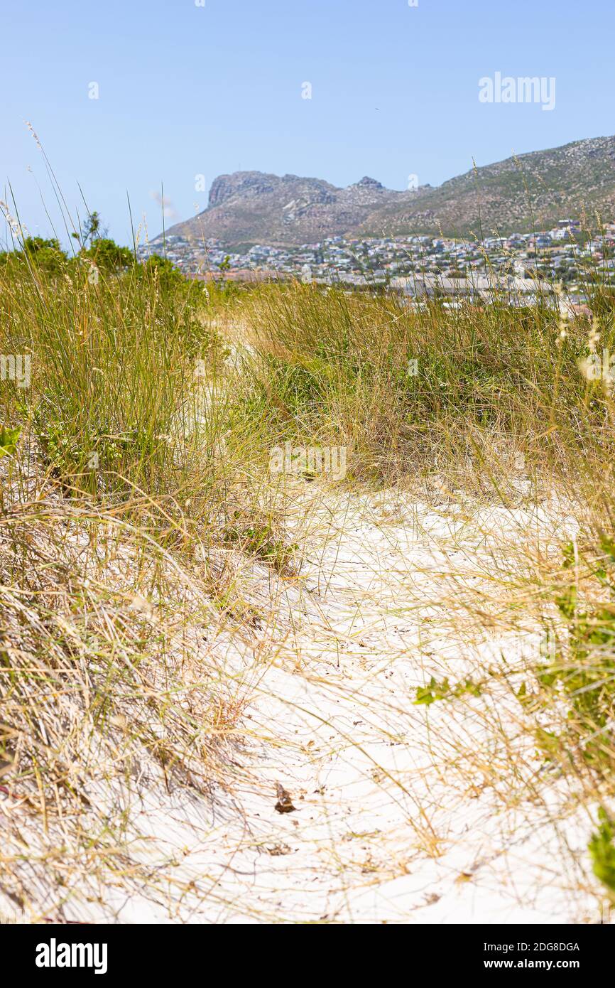Coastal sand dune landscape with Fynbos and wild grasses of Fish Hoek ...