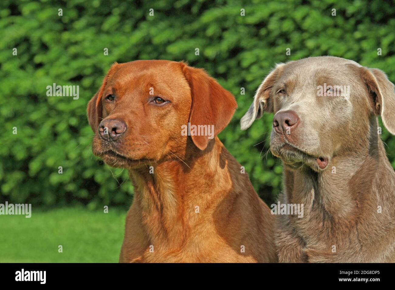 Pedigree labradors hi-res stock photography and images - Alamy