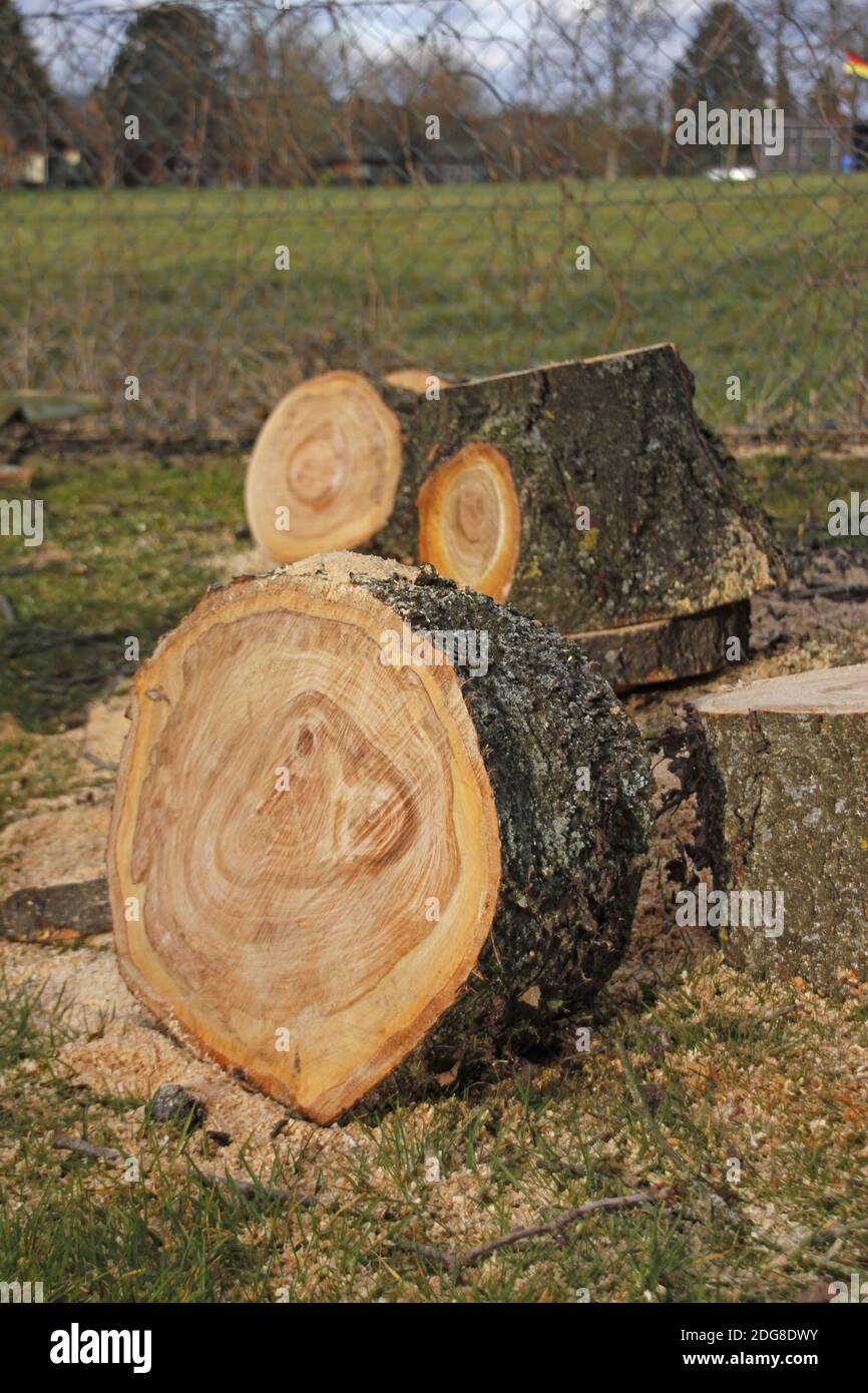 Tree log hi-res stock photography and images - Alamy