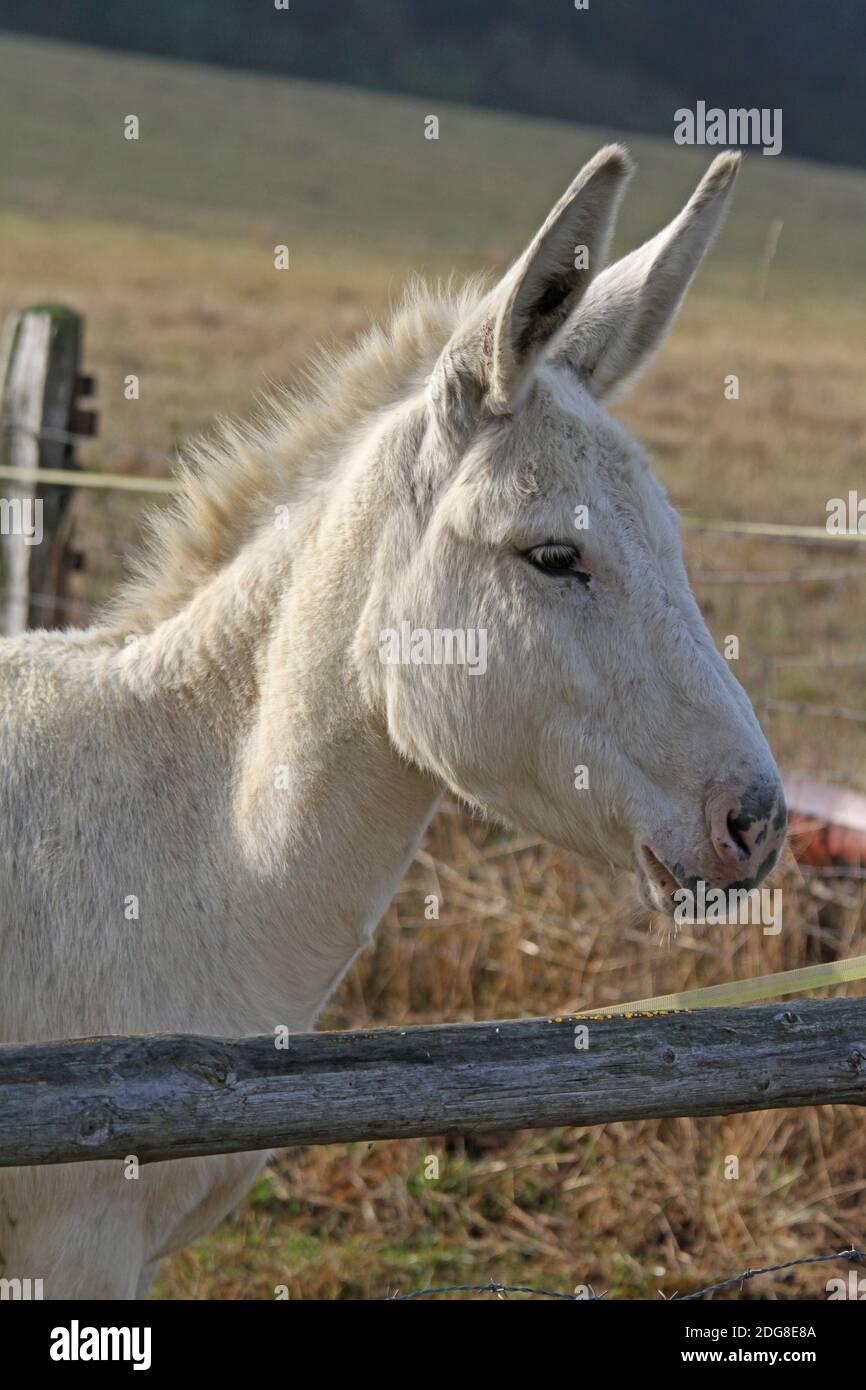 White donkey hi-res stock photography and images - Alamy