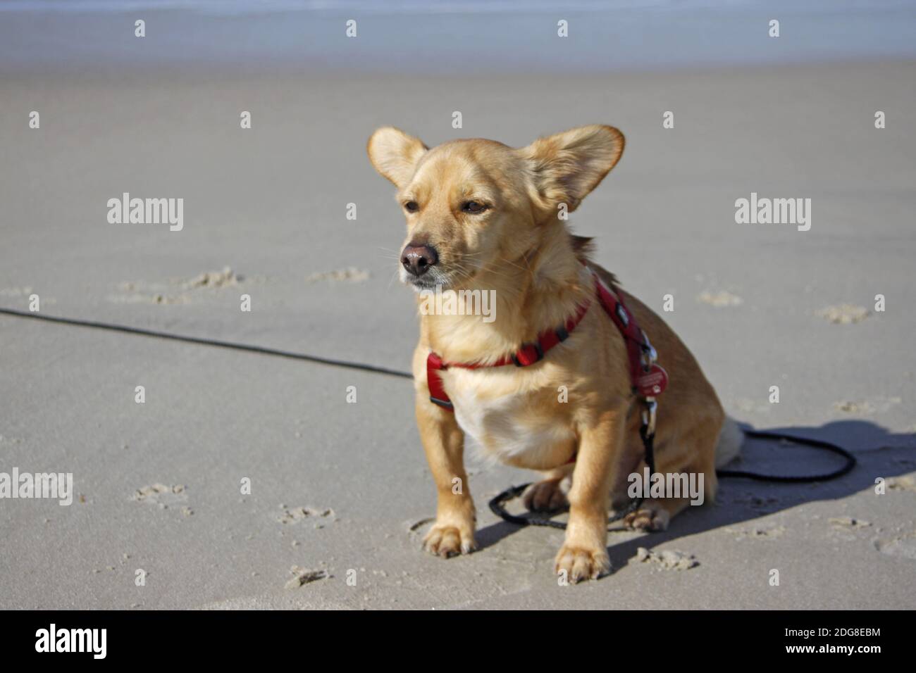 Little dog on the beach Stock Photo - Alamy
