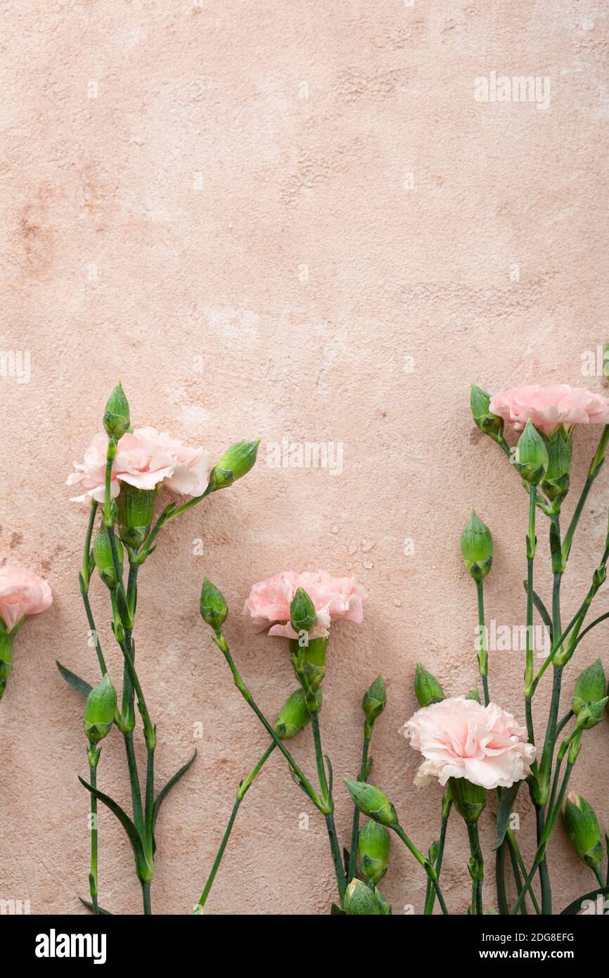 Flowers composition made of coral carnation Stock Photo - Alamy