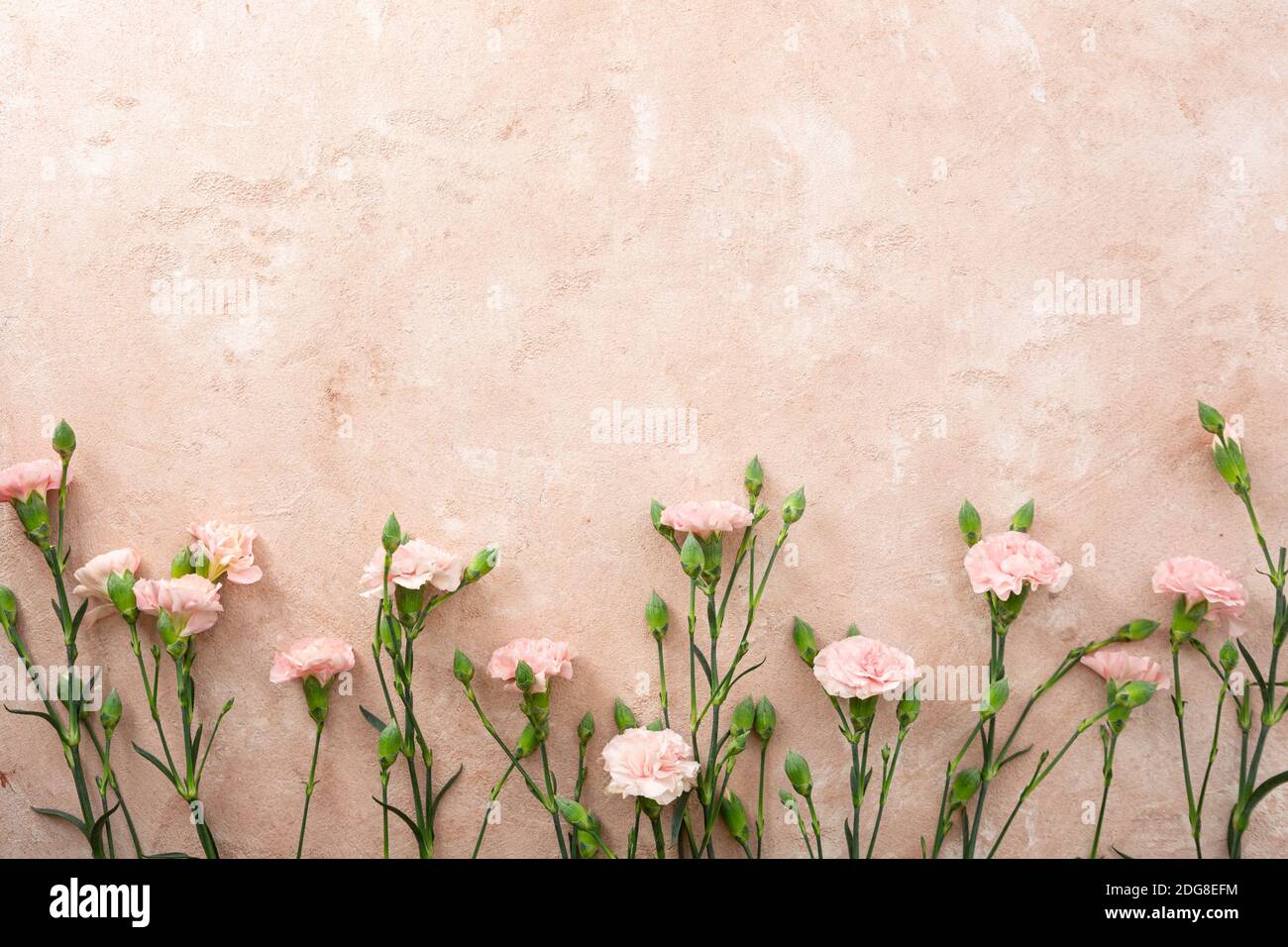 Overhead view of Flowers composition made of coral carnation Stock ...