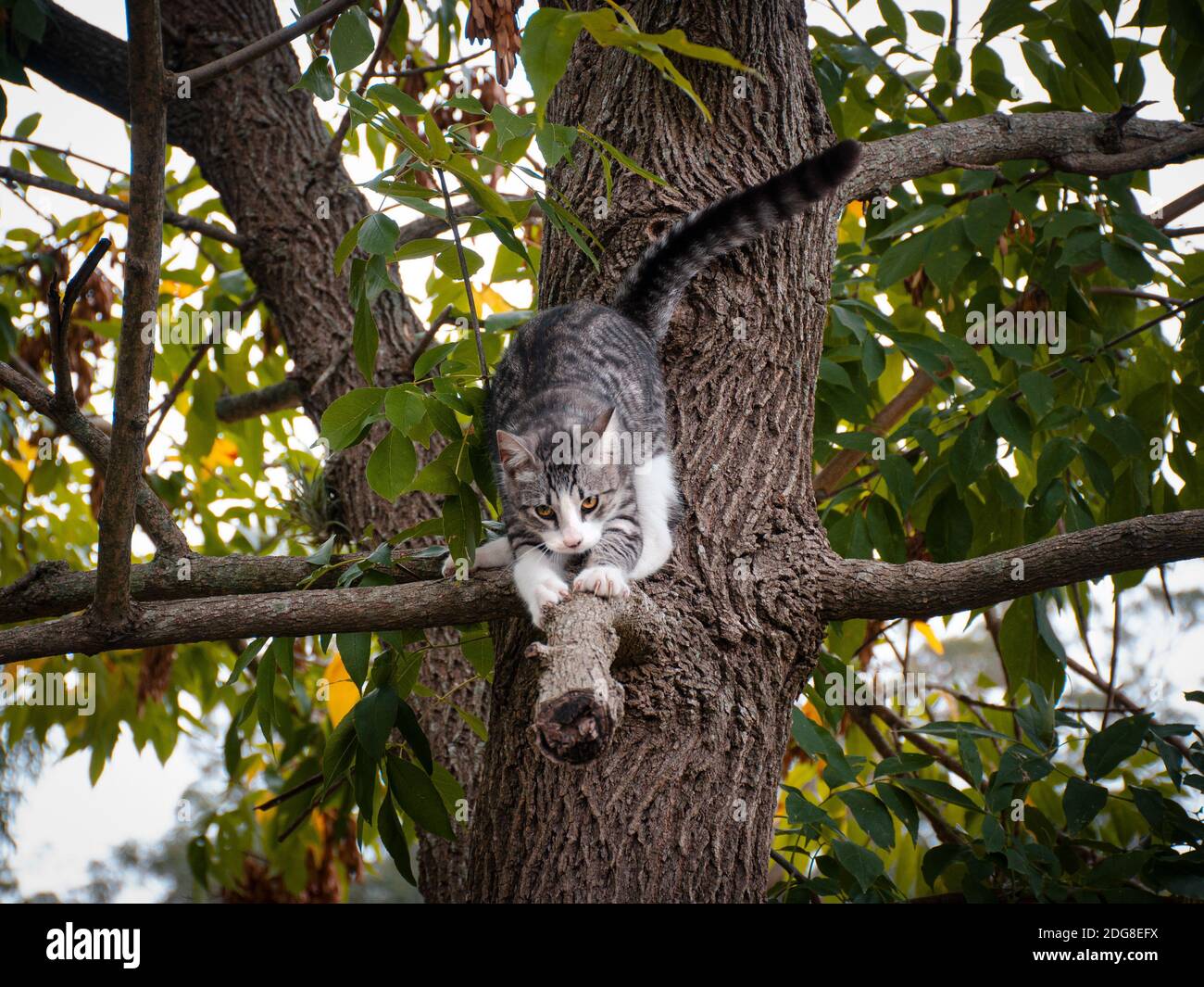 Cat's climbing the tree Stock Photo - Alamy