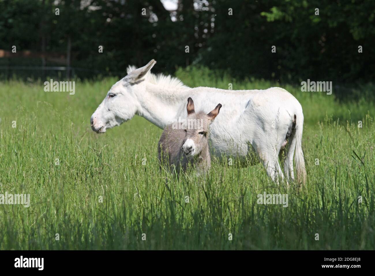 Donkey foal with mother Stock Photo - Alamy