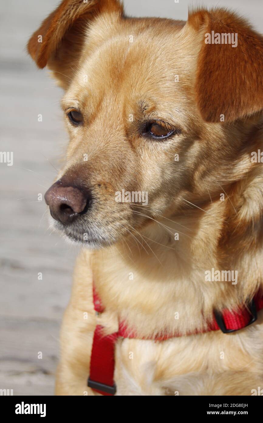 Podenco maneto hi-res stock photography and images - Alamy