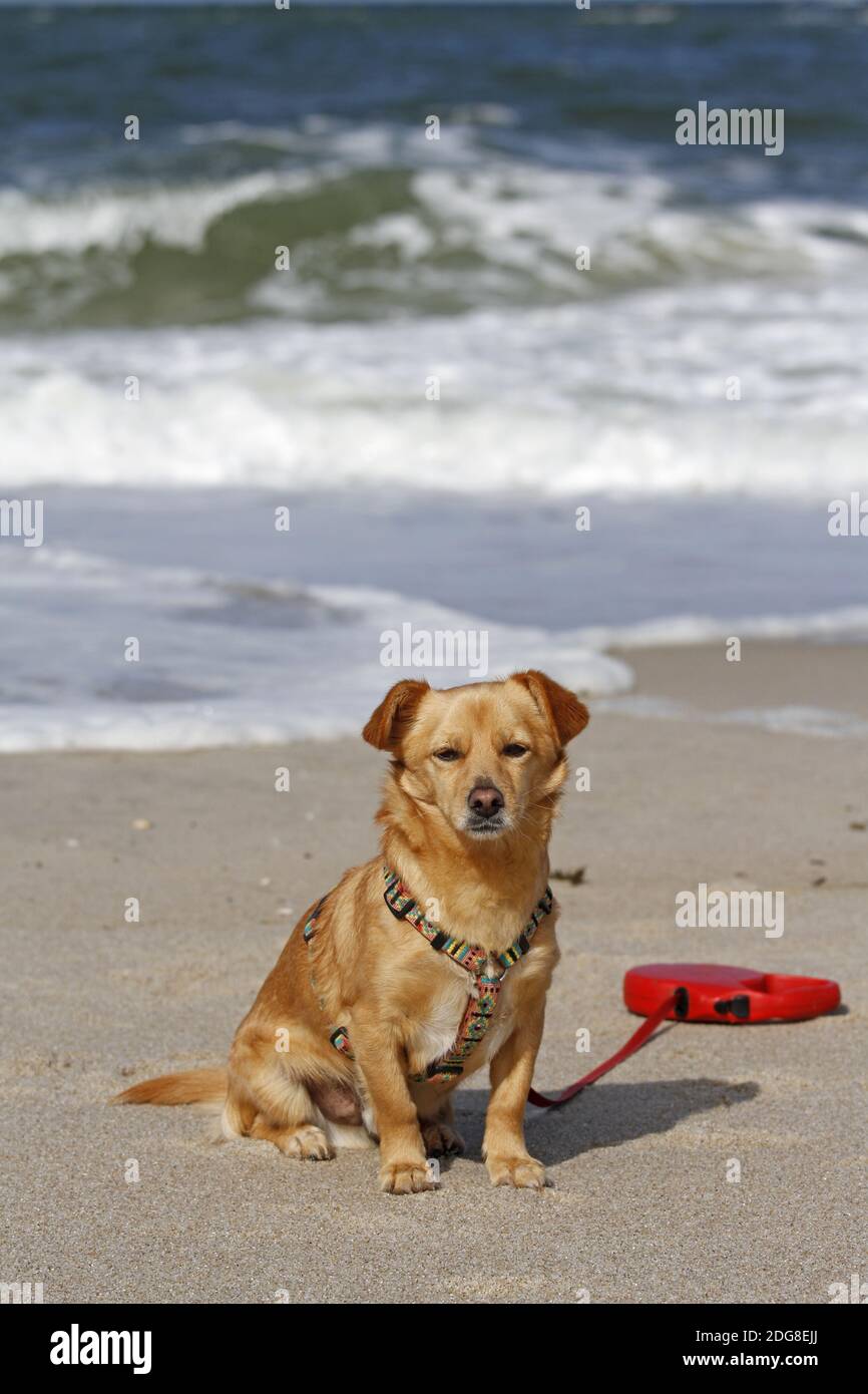 Little dog on the beach Stock Photo - Alamy