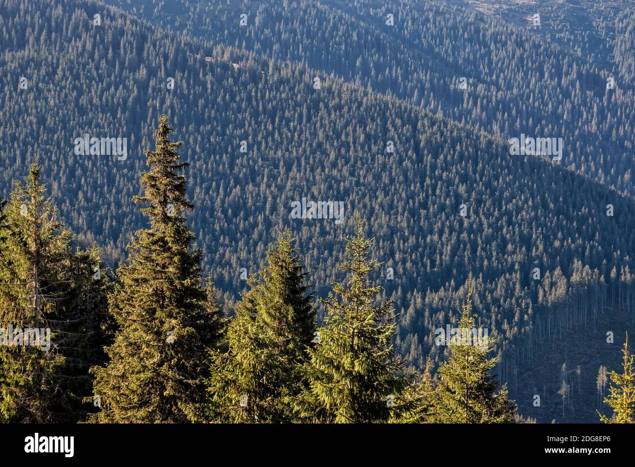Coniferous forest, Low Tatras mountains, Slovak republic. Hiking theme ...