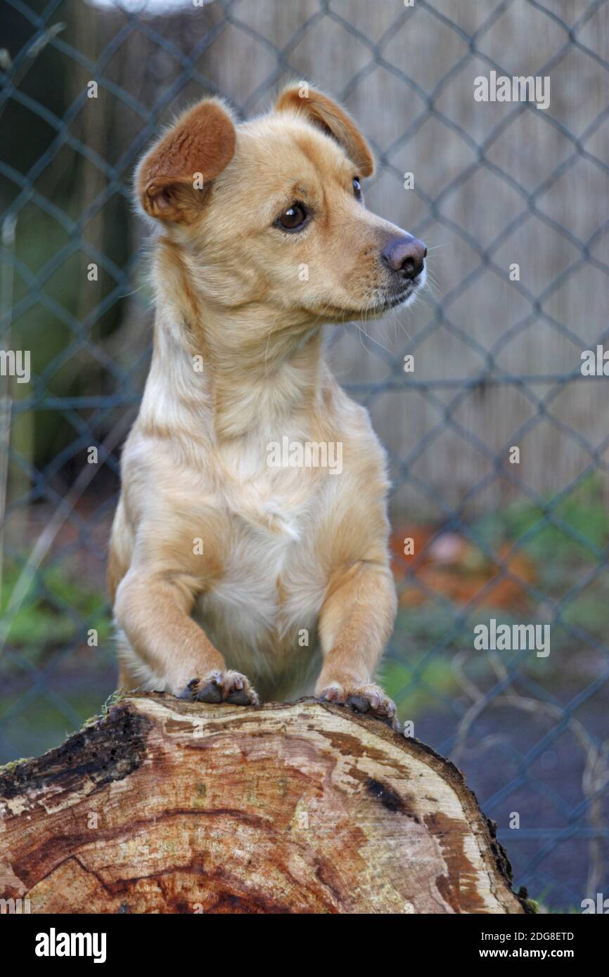 Podenco maneto hi-res stock photography and images - Alamy
