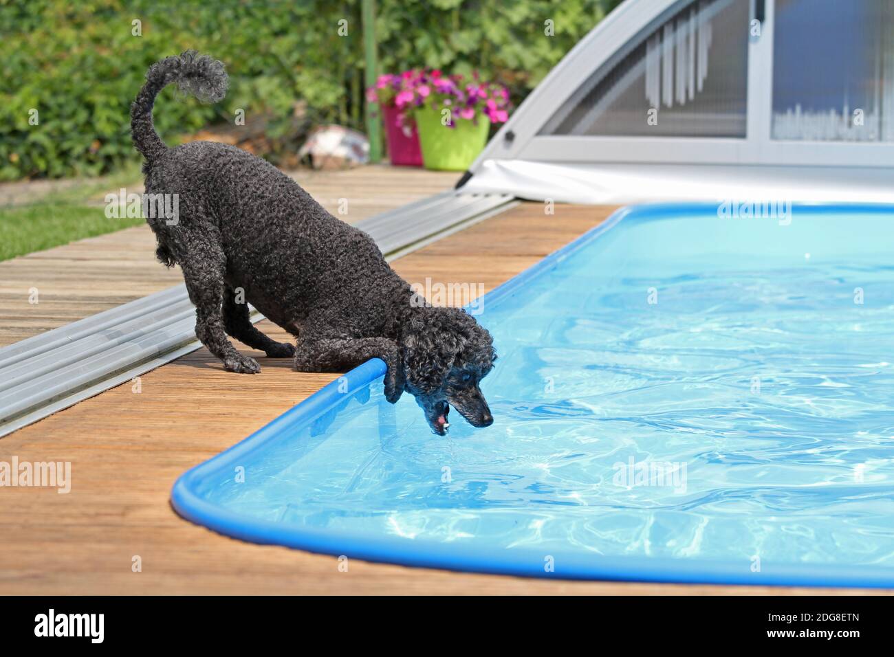 Water poodle hi-res stock photography and images - Alamy