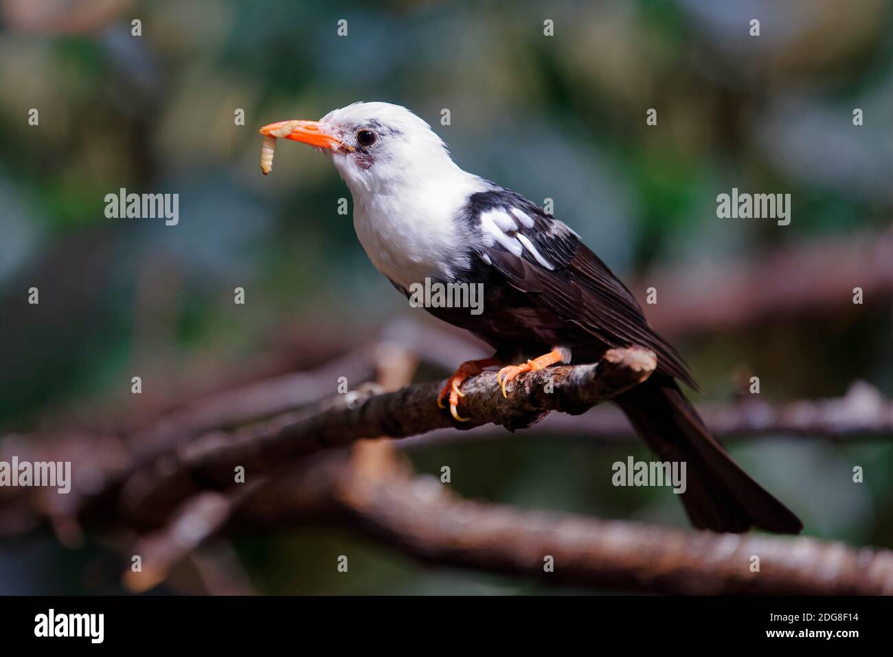 Himalayan black bulbul (white-headed morph) - Hypsipetes leucocephalus ...
