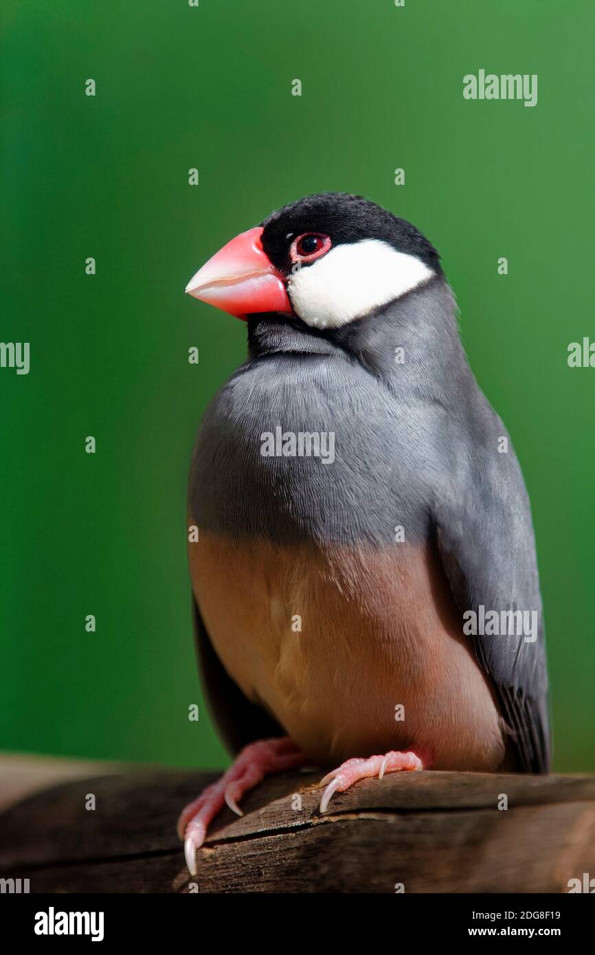 Java sparrow - Lonchura oryzivora Stock Photo - Alamy