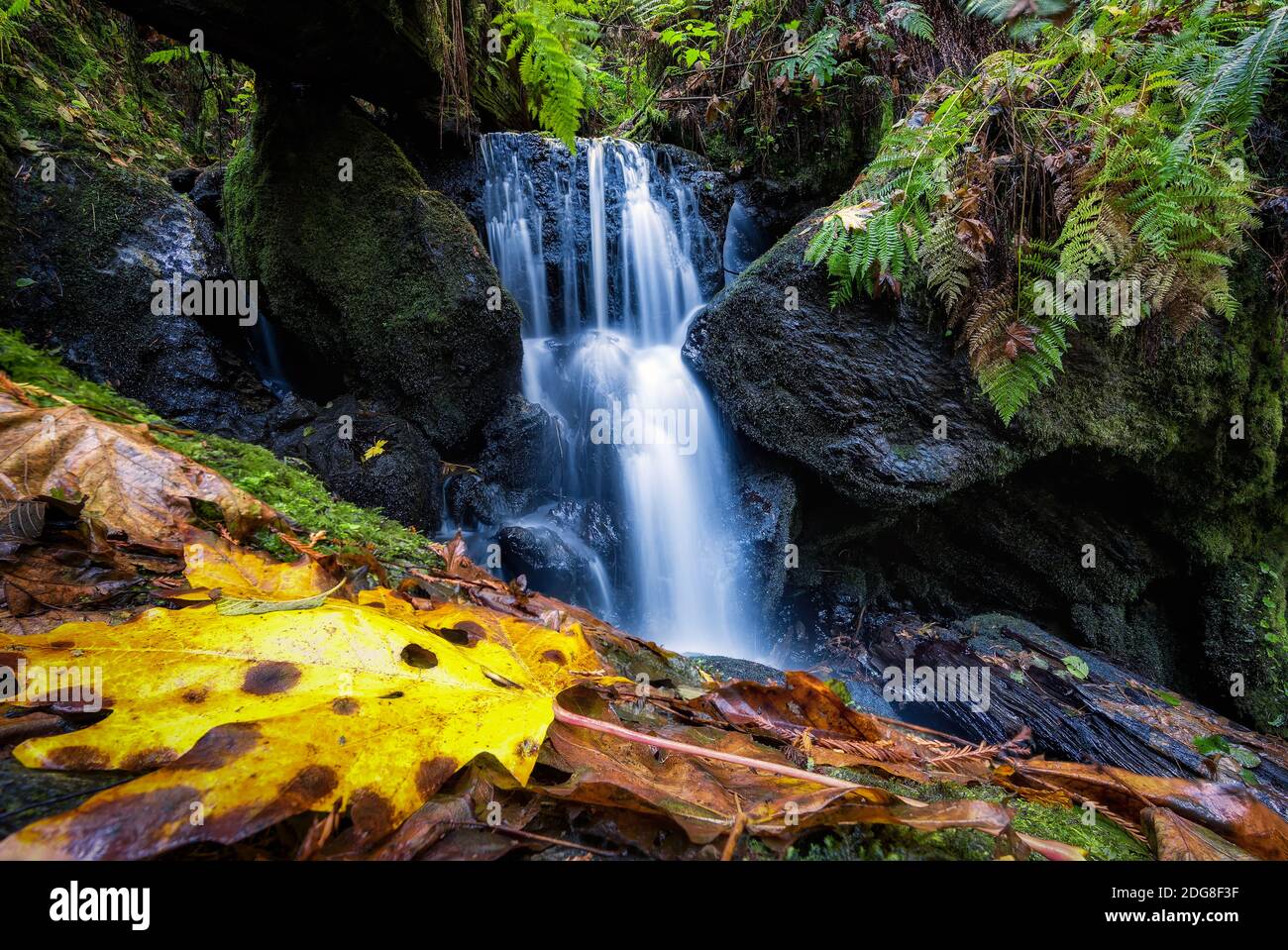 Trillium Falls, Orick, California Stock Photo - Alamy