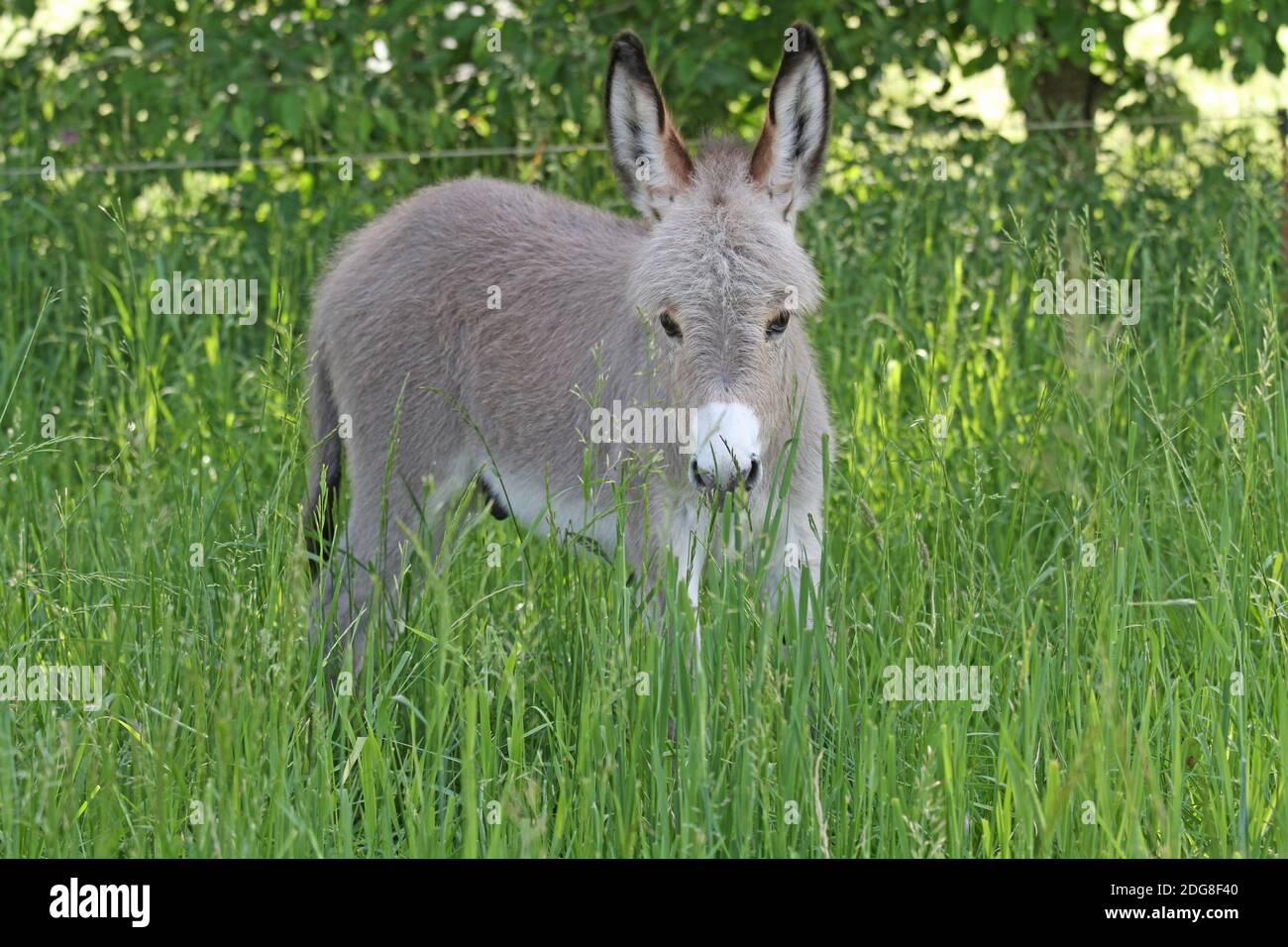 Cute donkey foal hi-res stock photography and images - Alamy