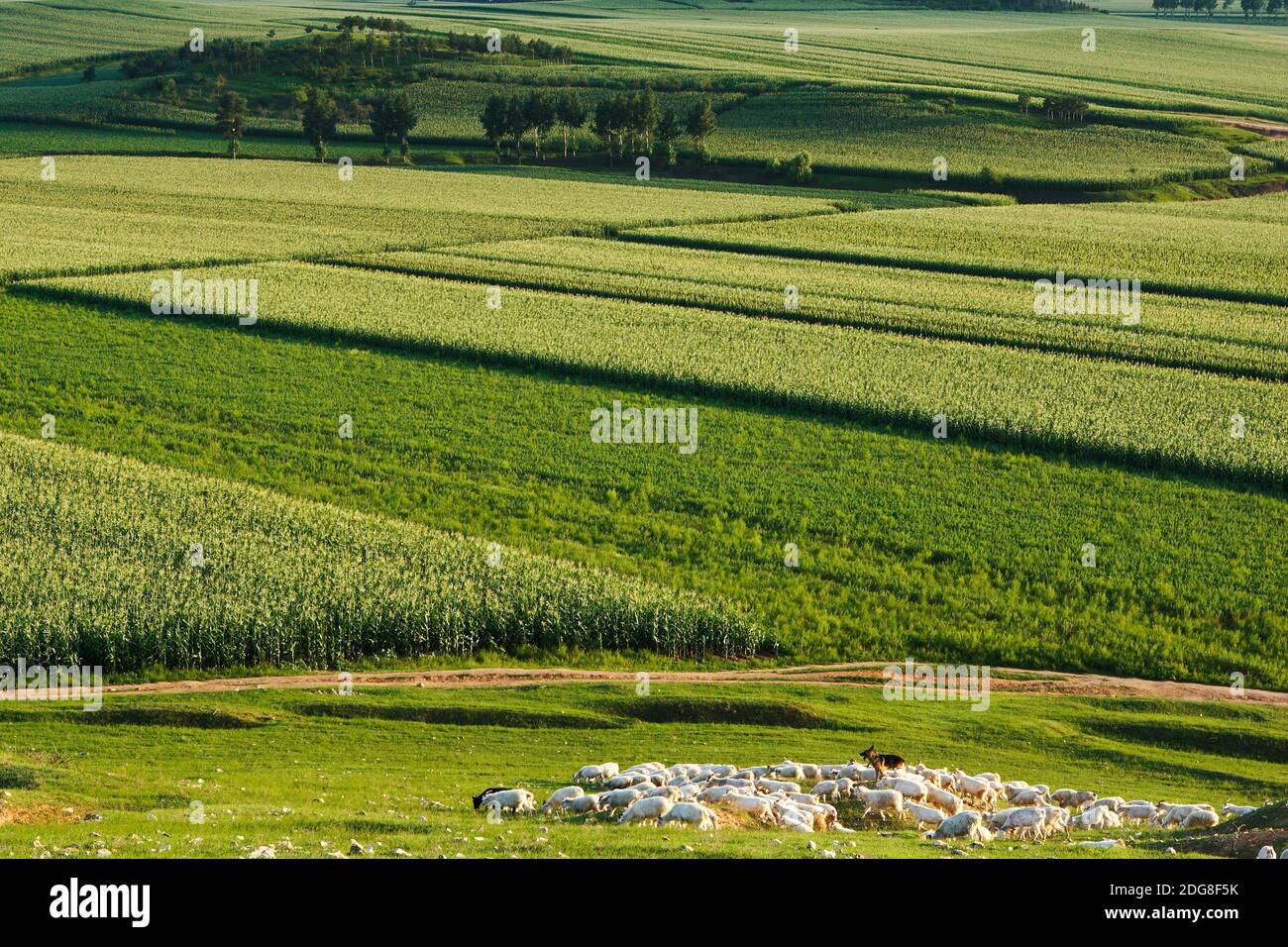 Sanjiang plain farmland in summer Stock Photo - Alamy