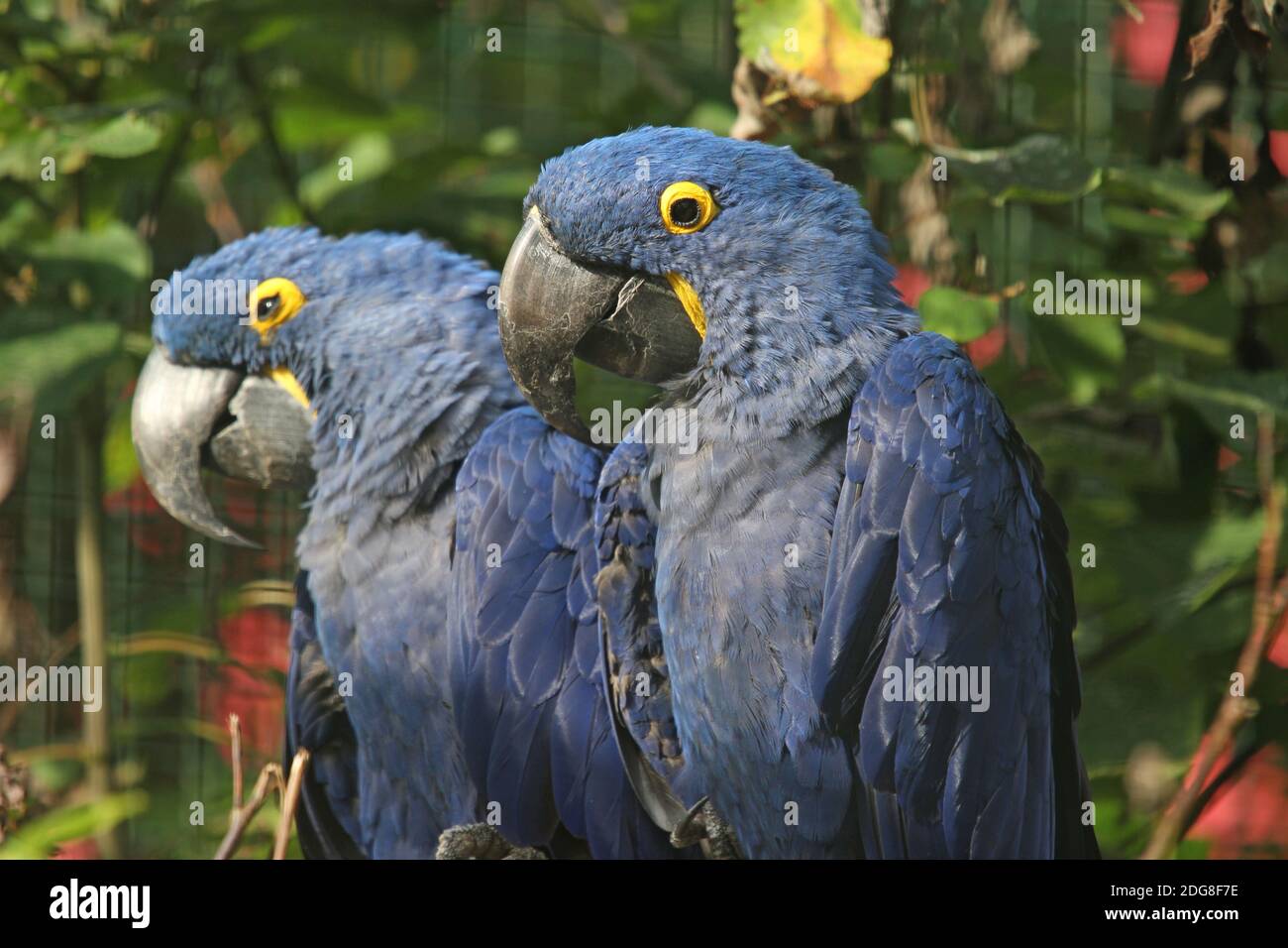 Macaws birds hi-res stock photography and images - Alamy