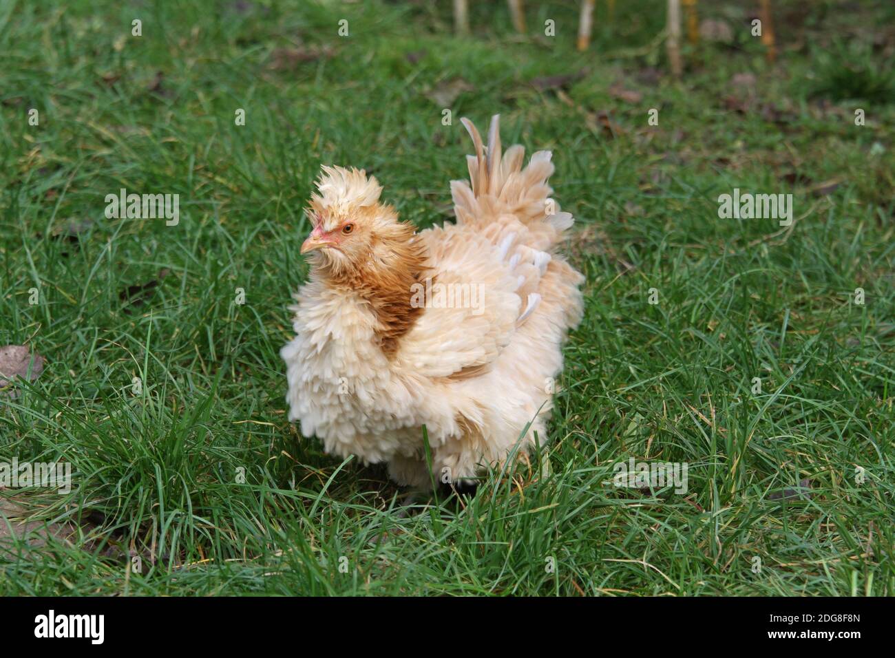 Frizzle hen hi-res stock photography and images - Alamy