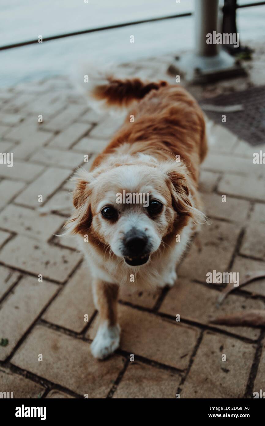 happy street dog Stock Photo - Alamy
