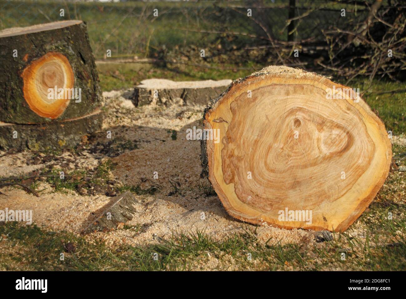 Wood of a cherry tree Stock Photo - Alamy