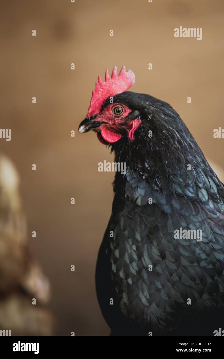 hen strikes a pose Stock Photo - Alamy