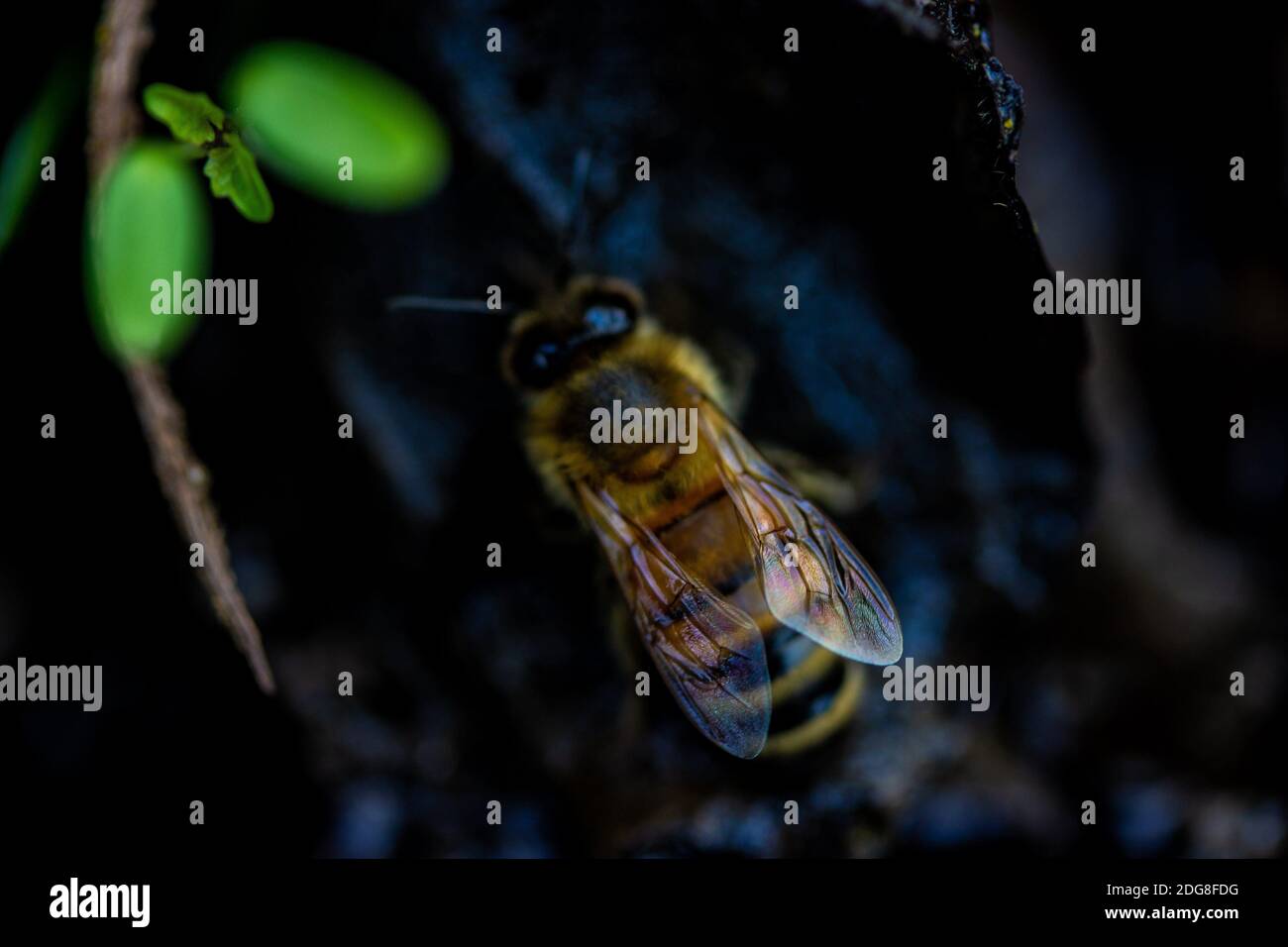 honey bee close-up Stock Photo - Alamy