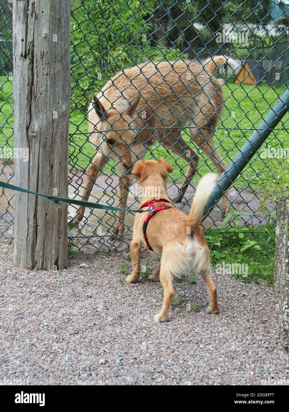 Little dog in a zoo Stock Photo - Alamy